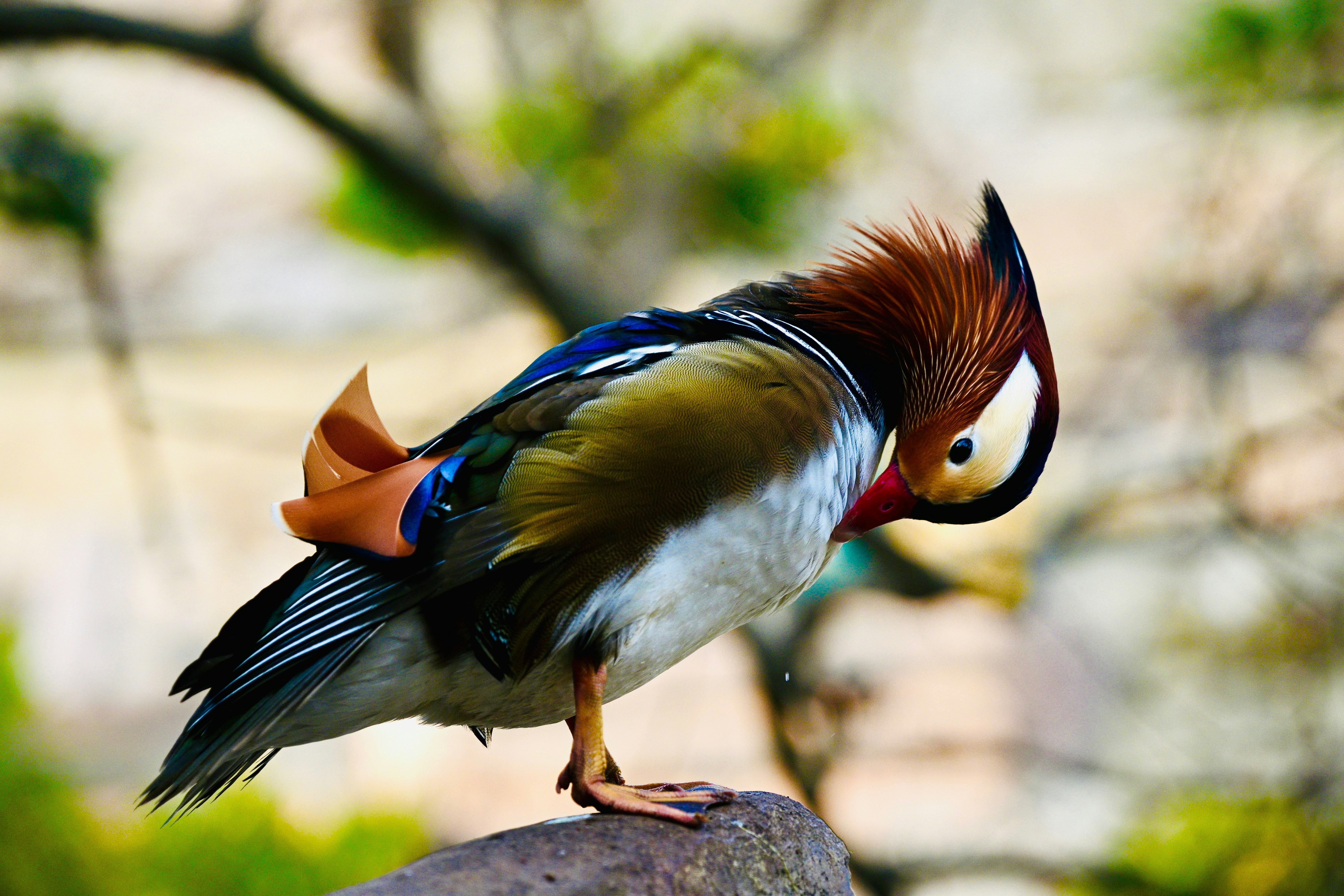 Crested Dancer on a Stone: A Burst of Feathers