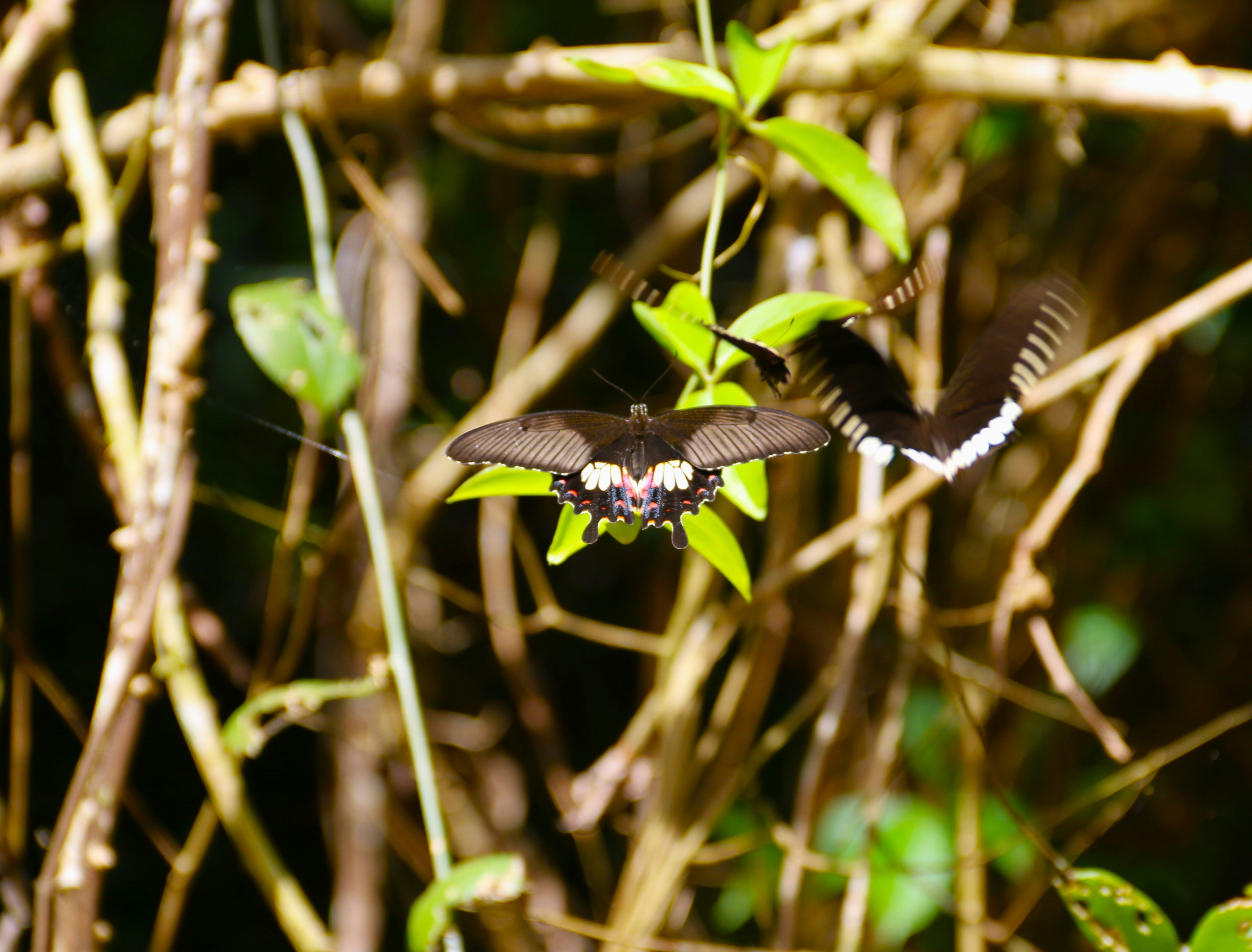 Photo by Pramod Kumar Sharma with Canon EOS 70D