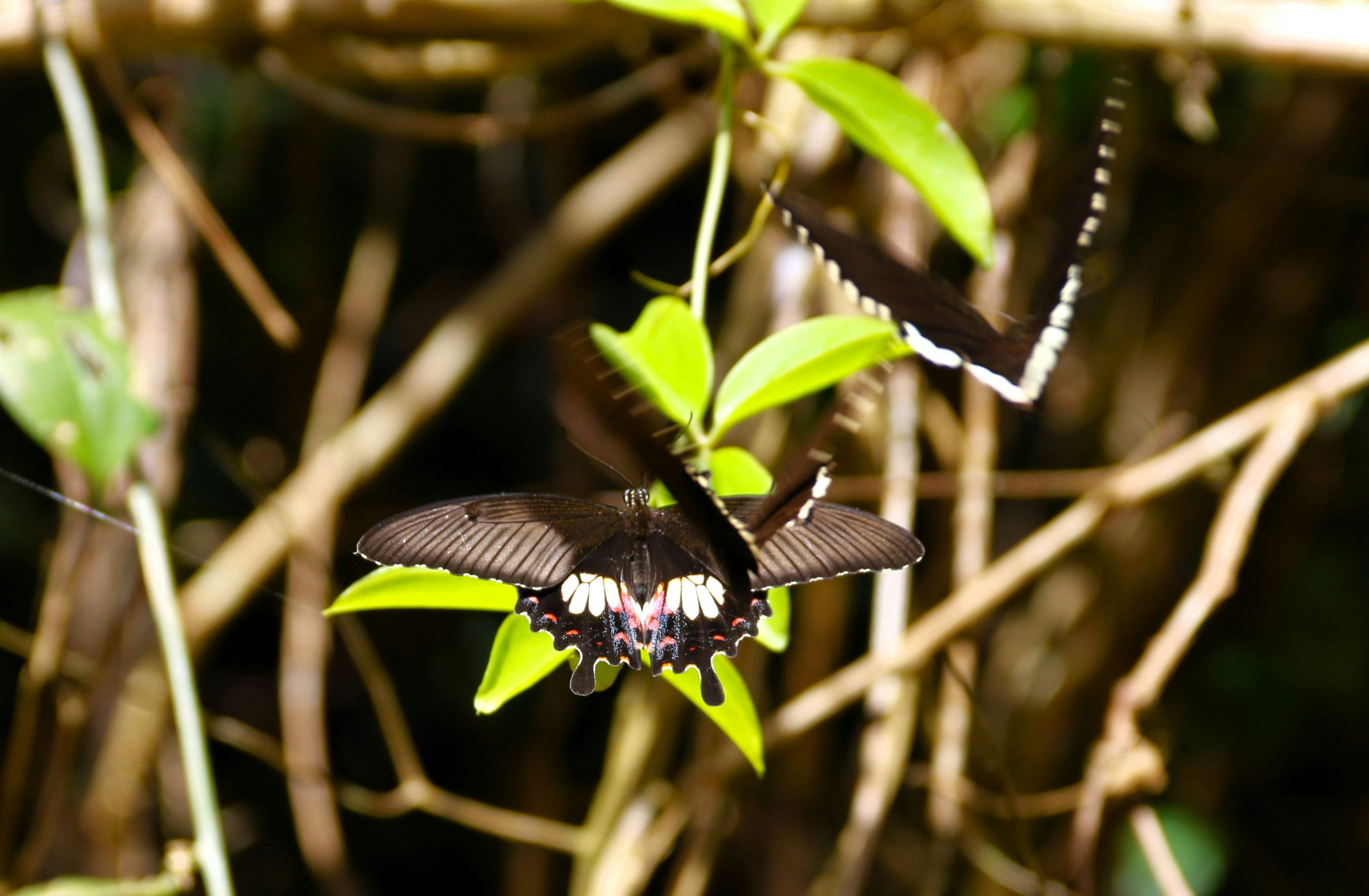 Rosy-edged Black Swallowtail Amid a Tangled Bramble