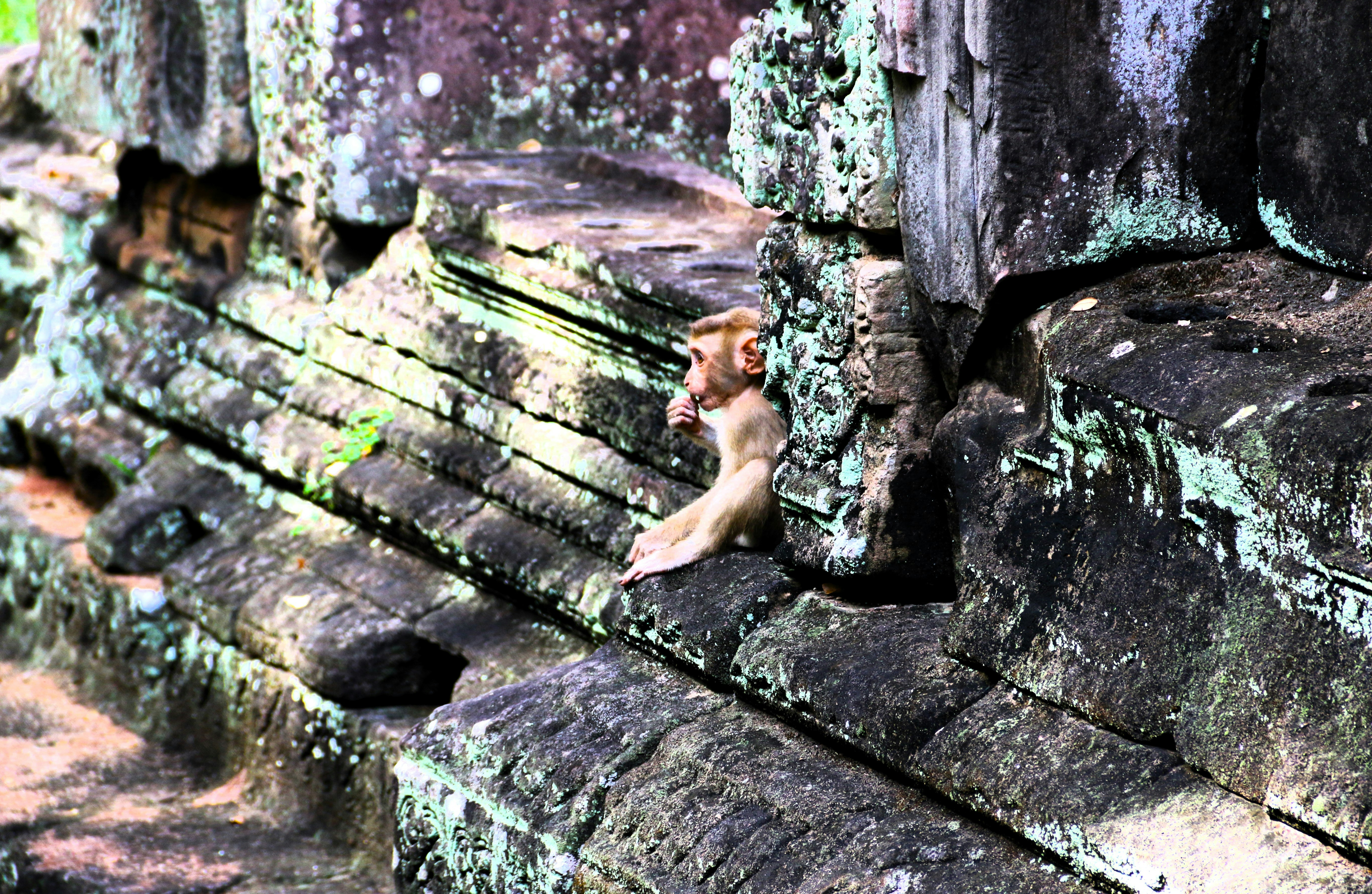 Macaque on Moss-Capped Temple Steps: A Quiet Moment Among Ruins