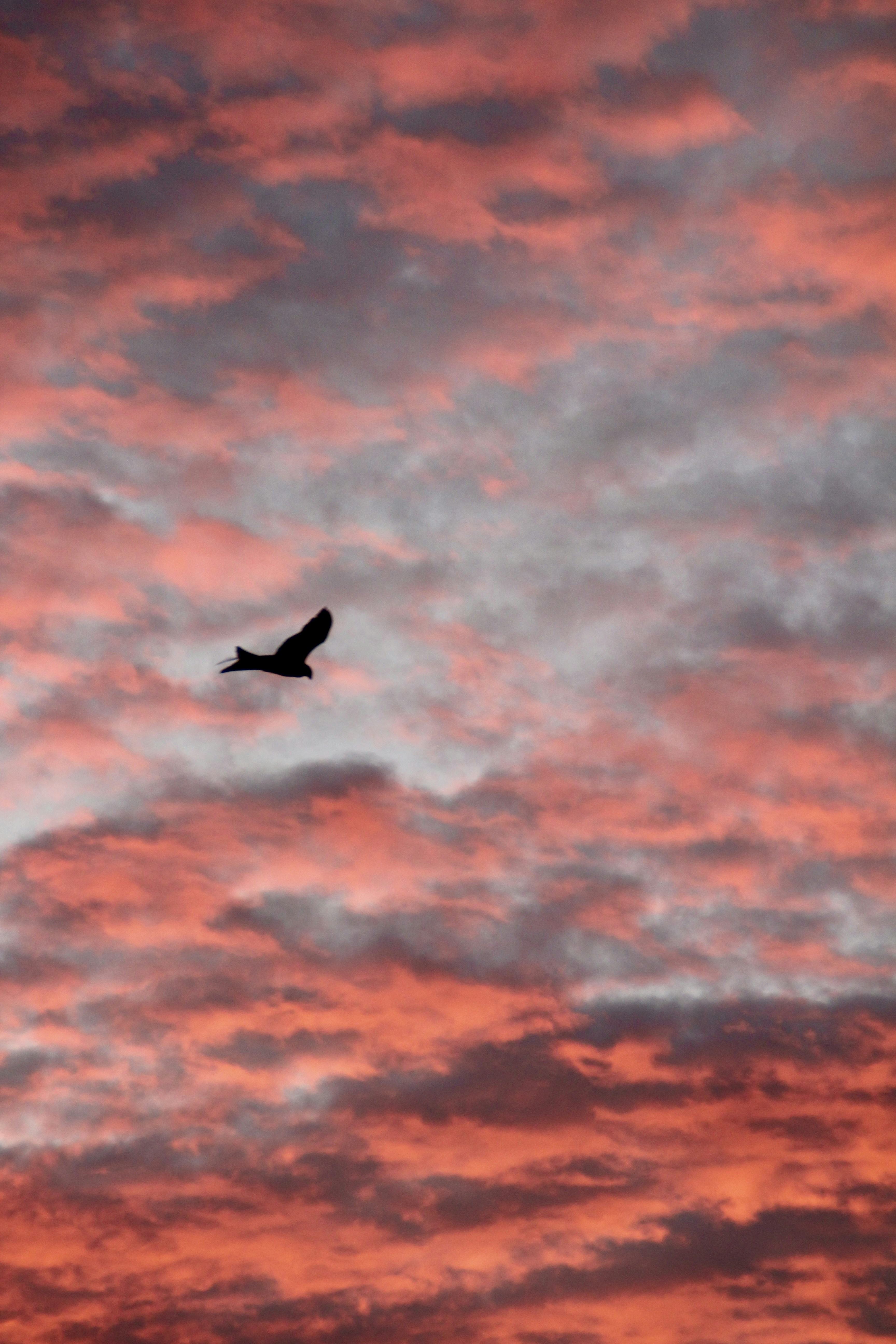 Ember Sky: A Lone Falcon Against Fire-Touched Clouds