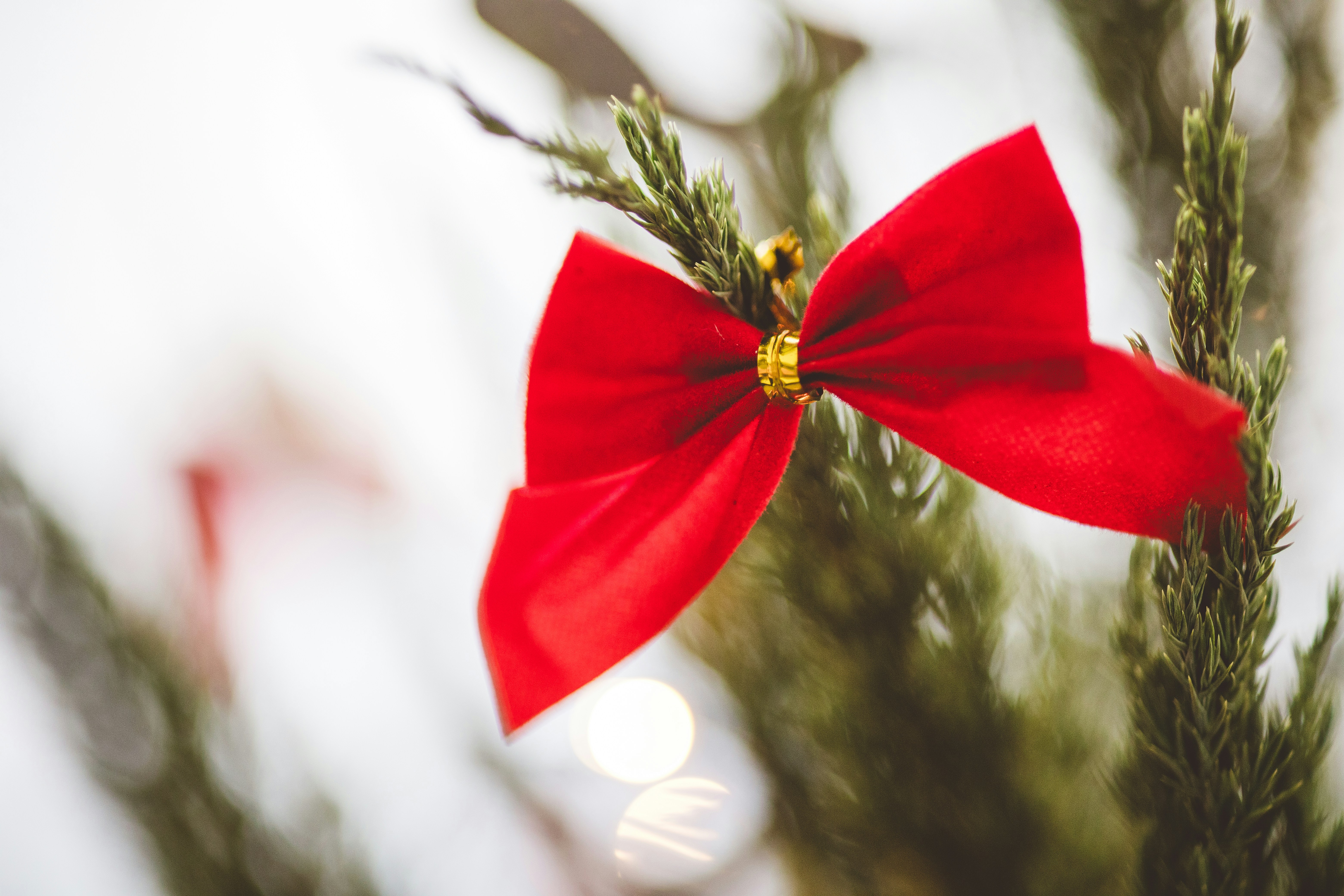 Crimson Ribbon in a Winter Glow