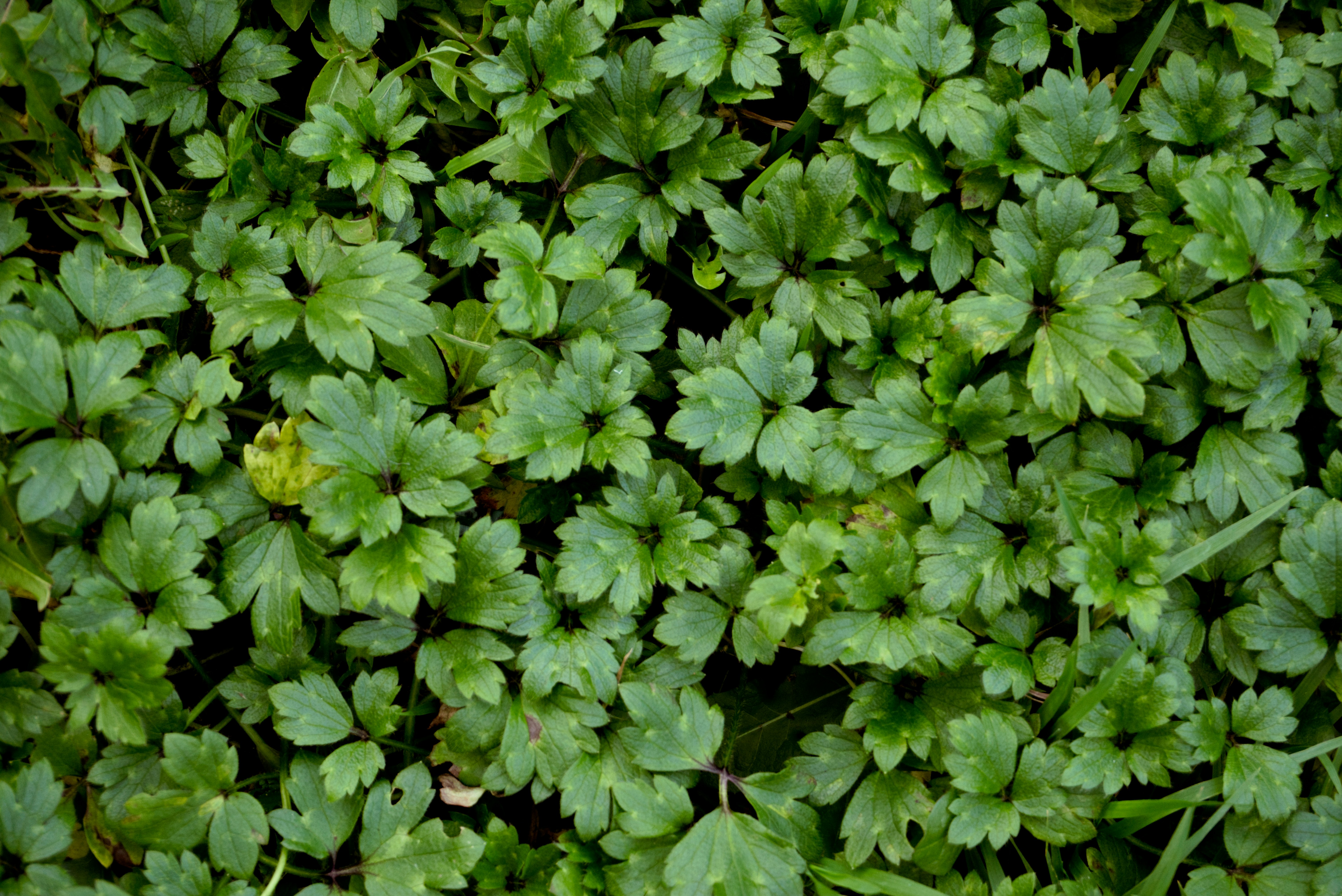 A close up of a bunch of green plants photo – Free Background Image on ...