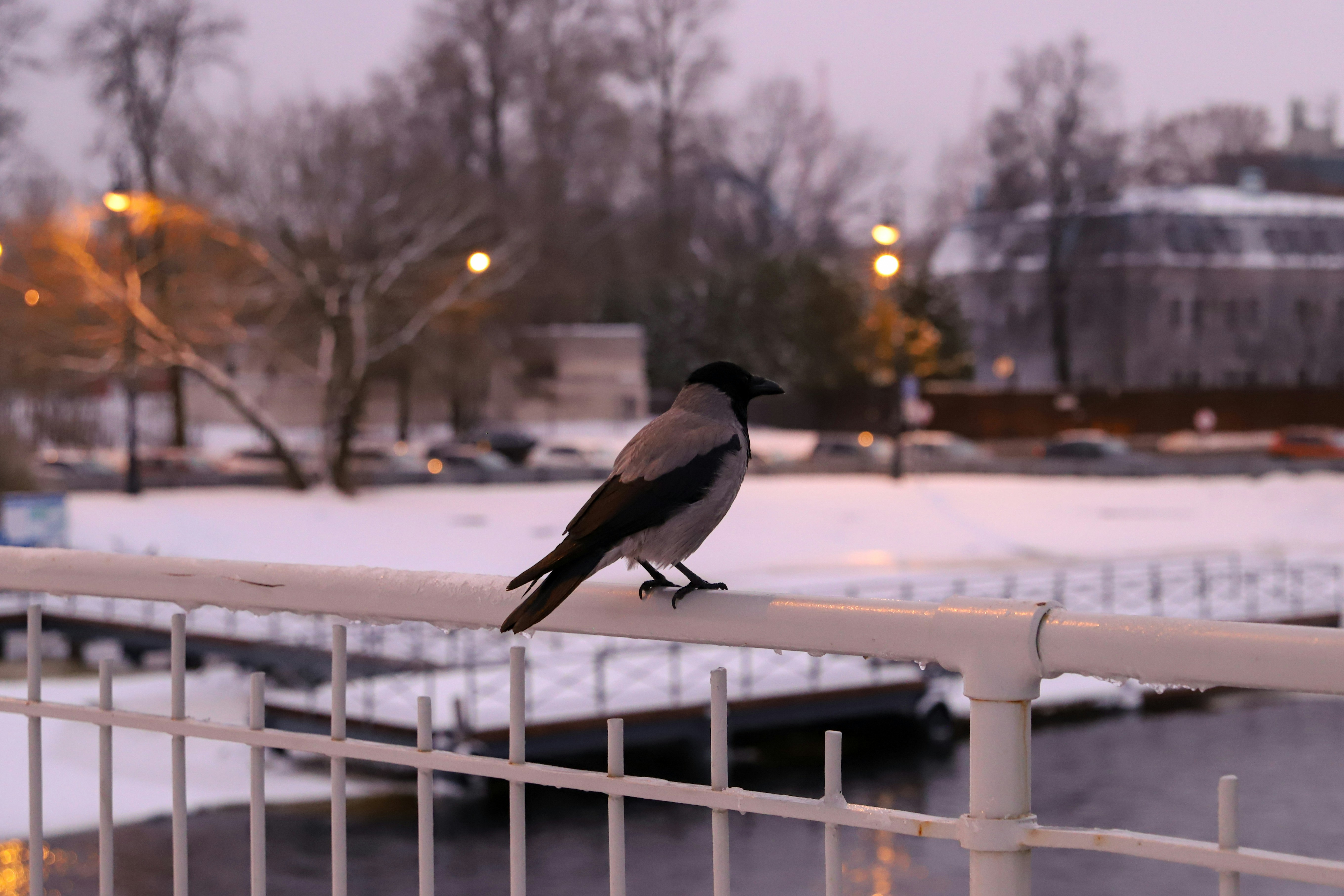 Dusk Sentinel: Crow on a Snow-Dusted Railing Over Quiet Water