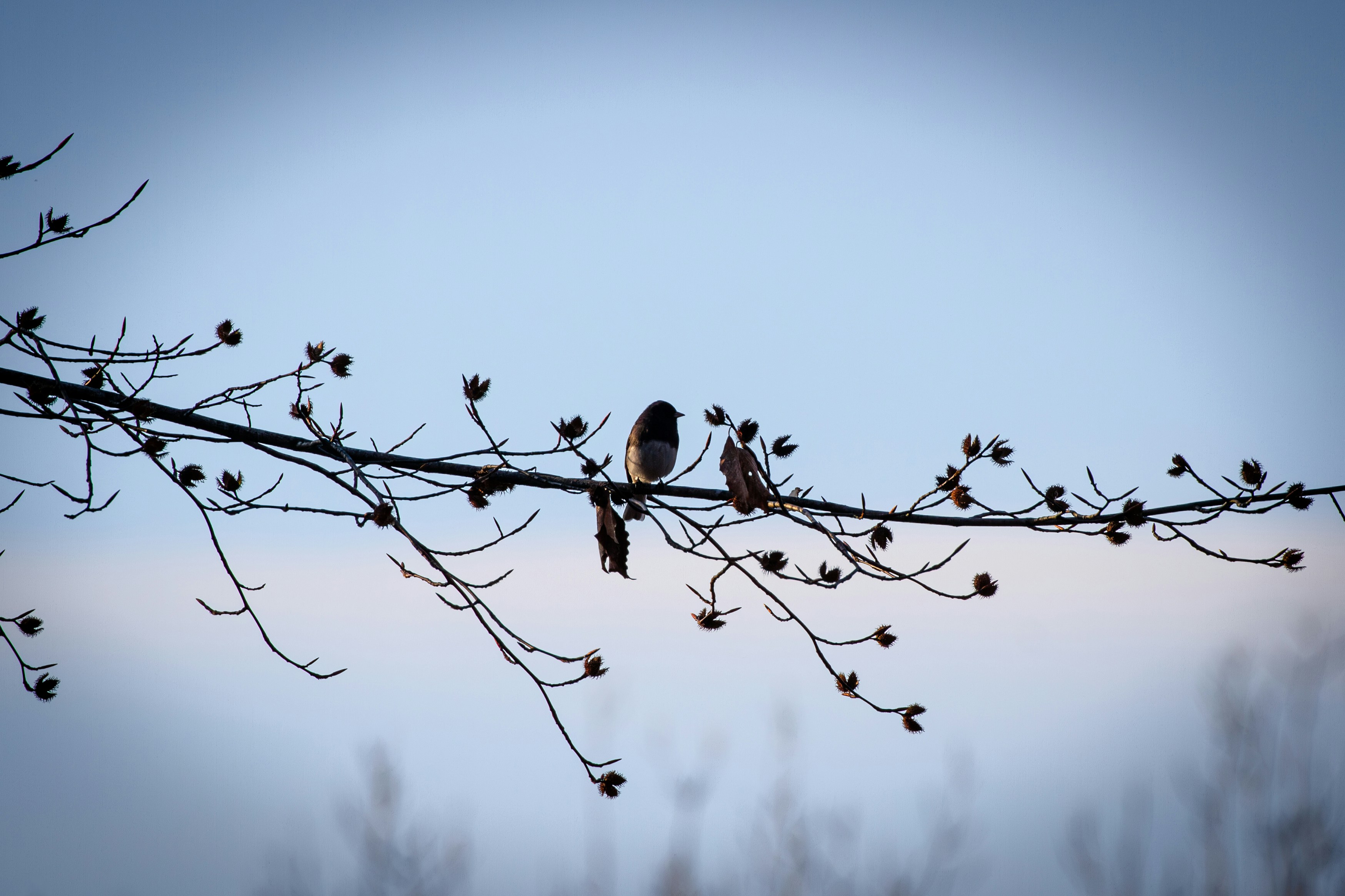 A bird on the branch in the Winter.