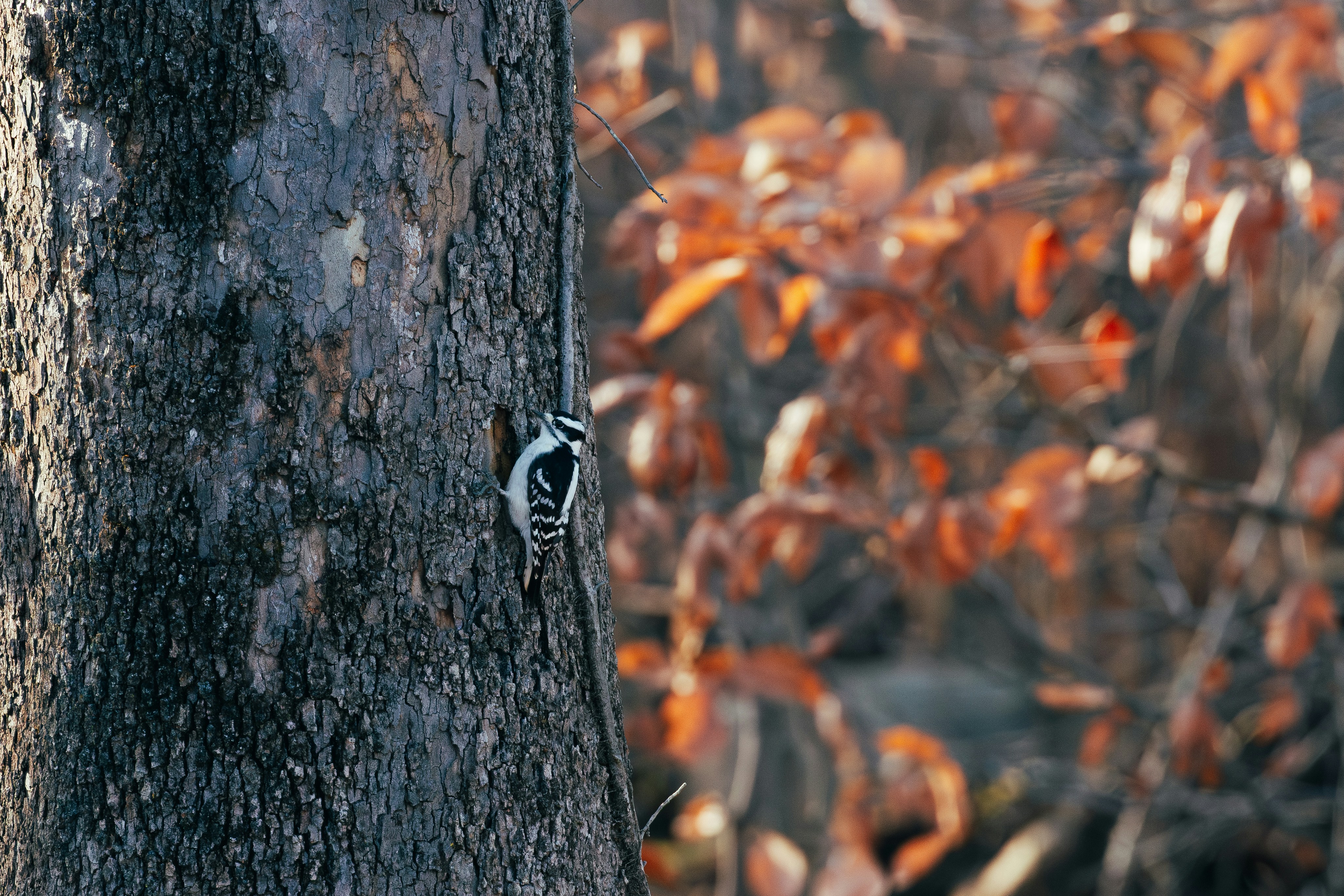 Sentry on the Bark: A Cicada Shell in Autumn Light