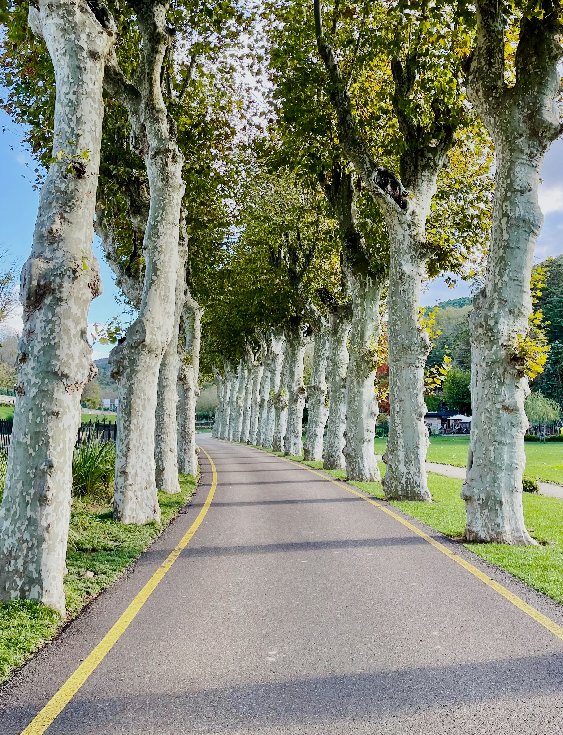Tree-lined pathway curving gently through a park, showcasing vibrant foliage and a serene atmosphere.