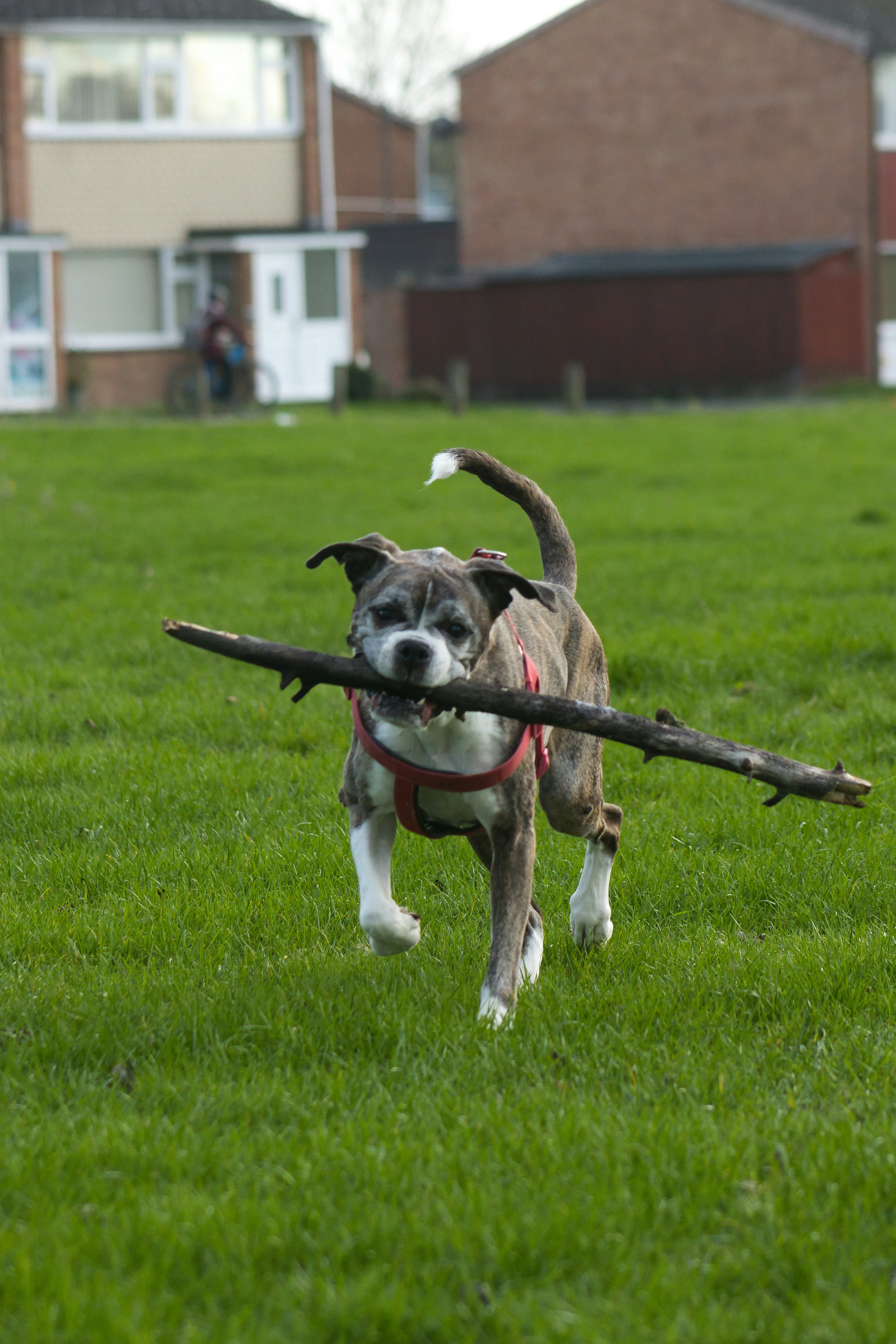 Branch-Bound Dash: a lively dog in a red harness bolts across a sunlit field with a long branch in its mouth