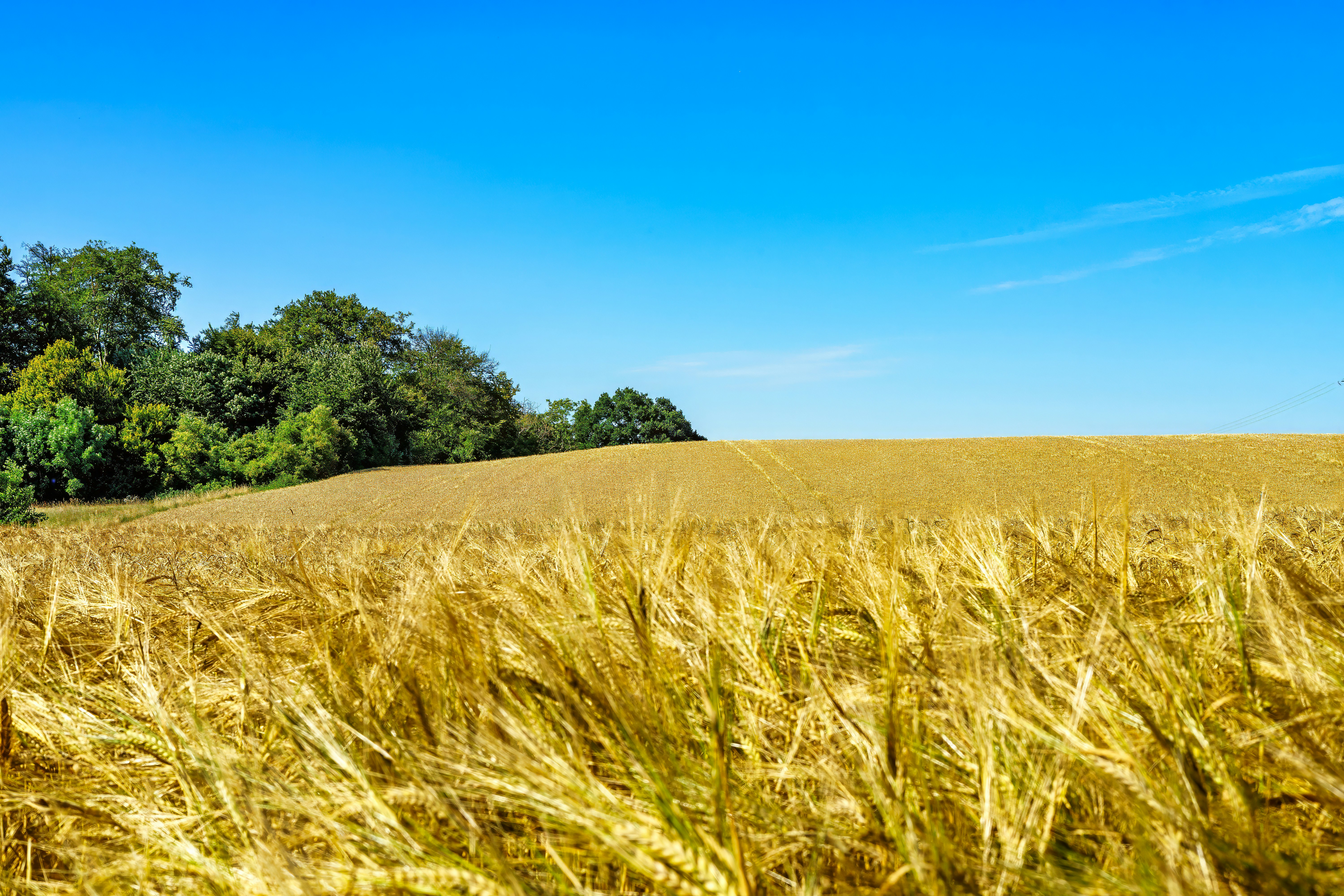 A field of wheat with trees in the background photo – Free Sweden Image ...