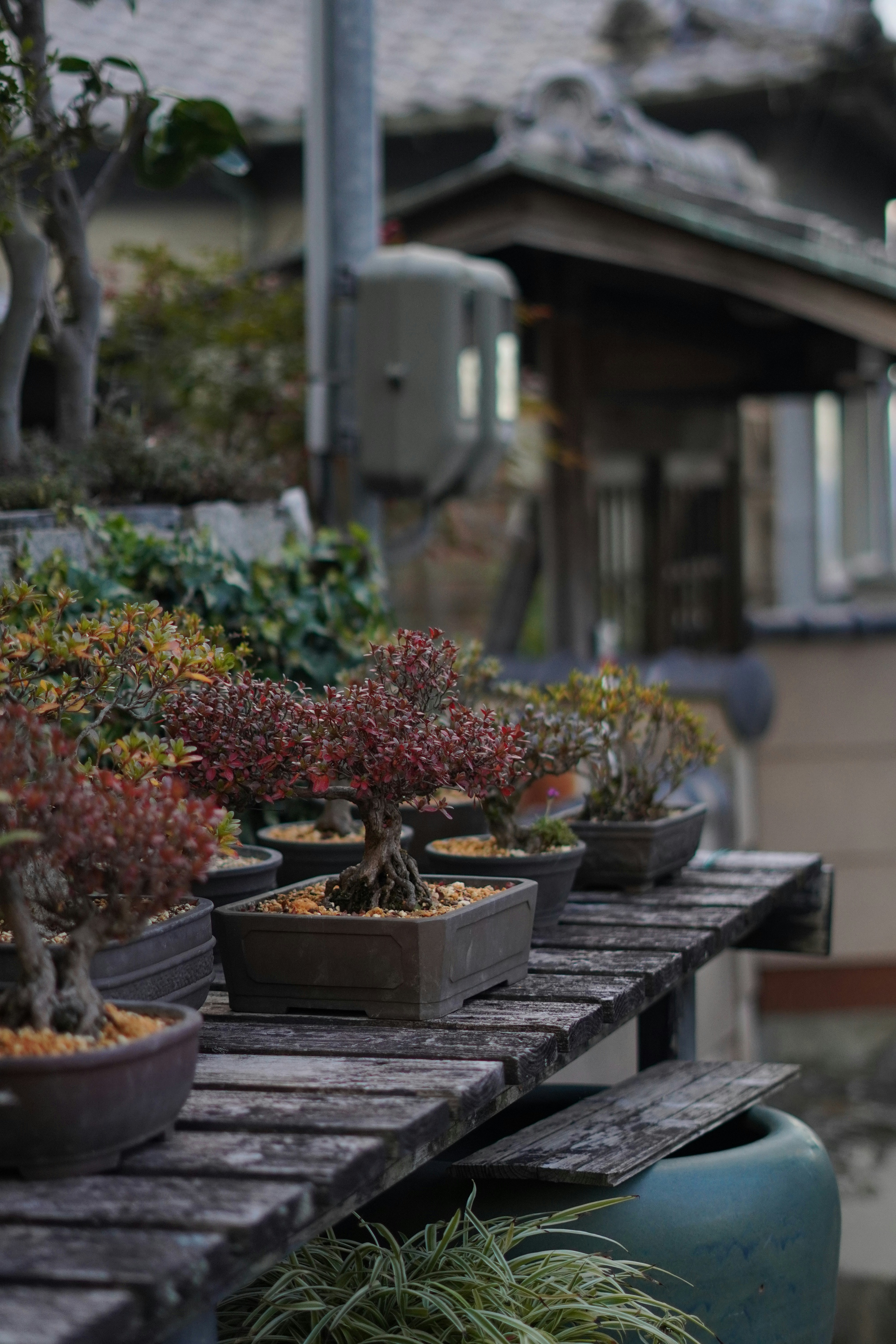Row of Miniature Bonsai on a Weathered Balcony Plank