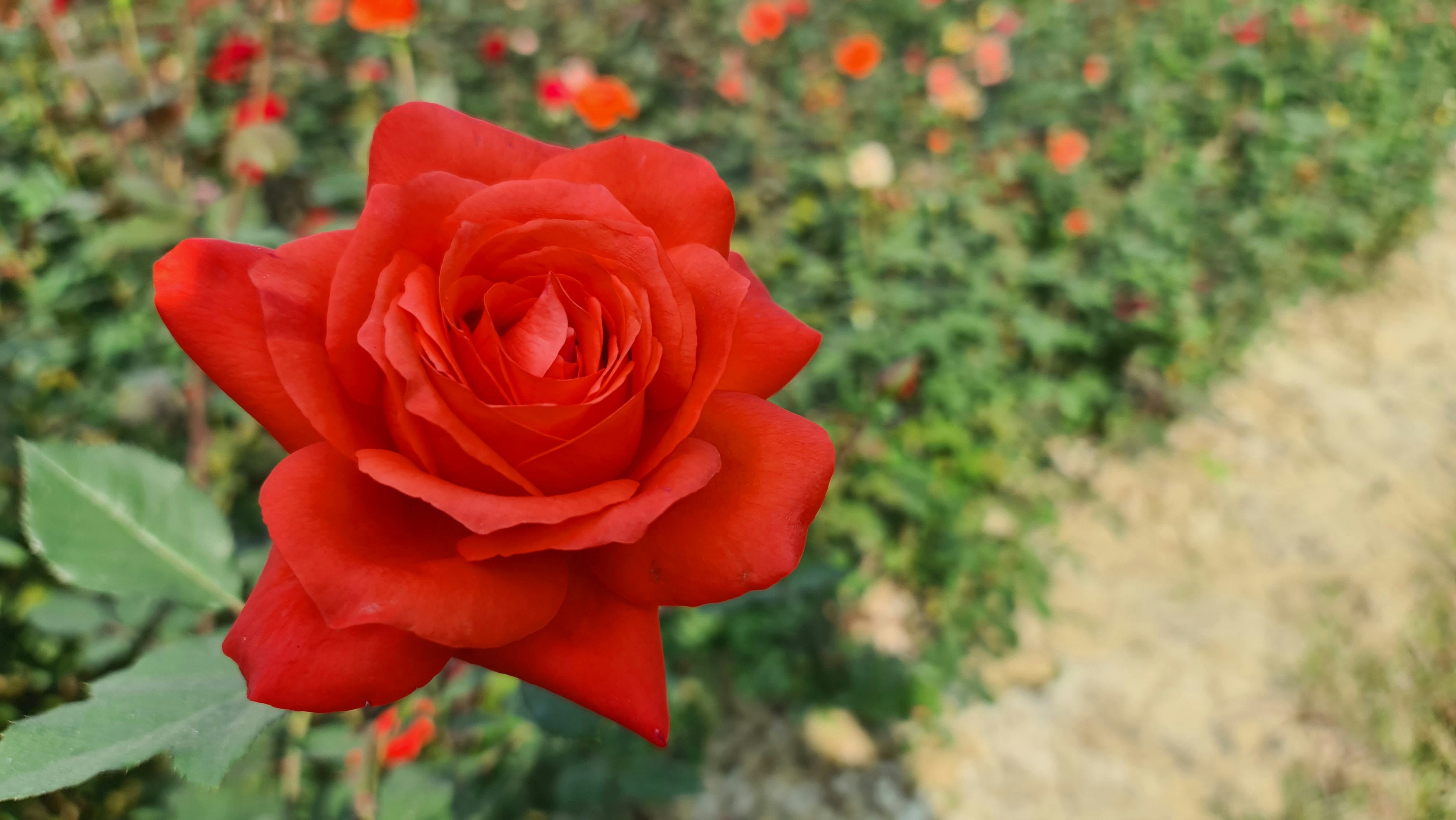 Tuhin Santra (@tahanna) | Unsplash Photo Community