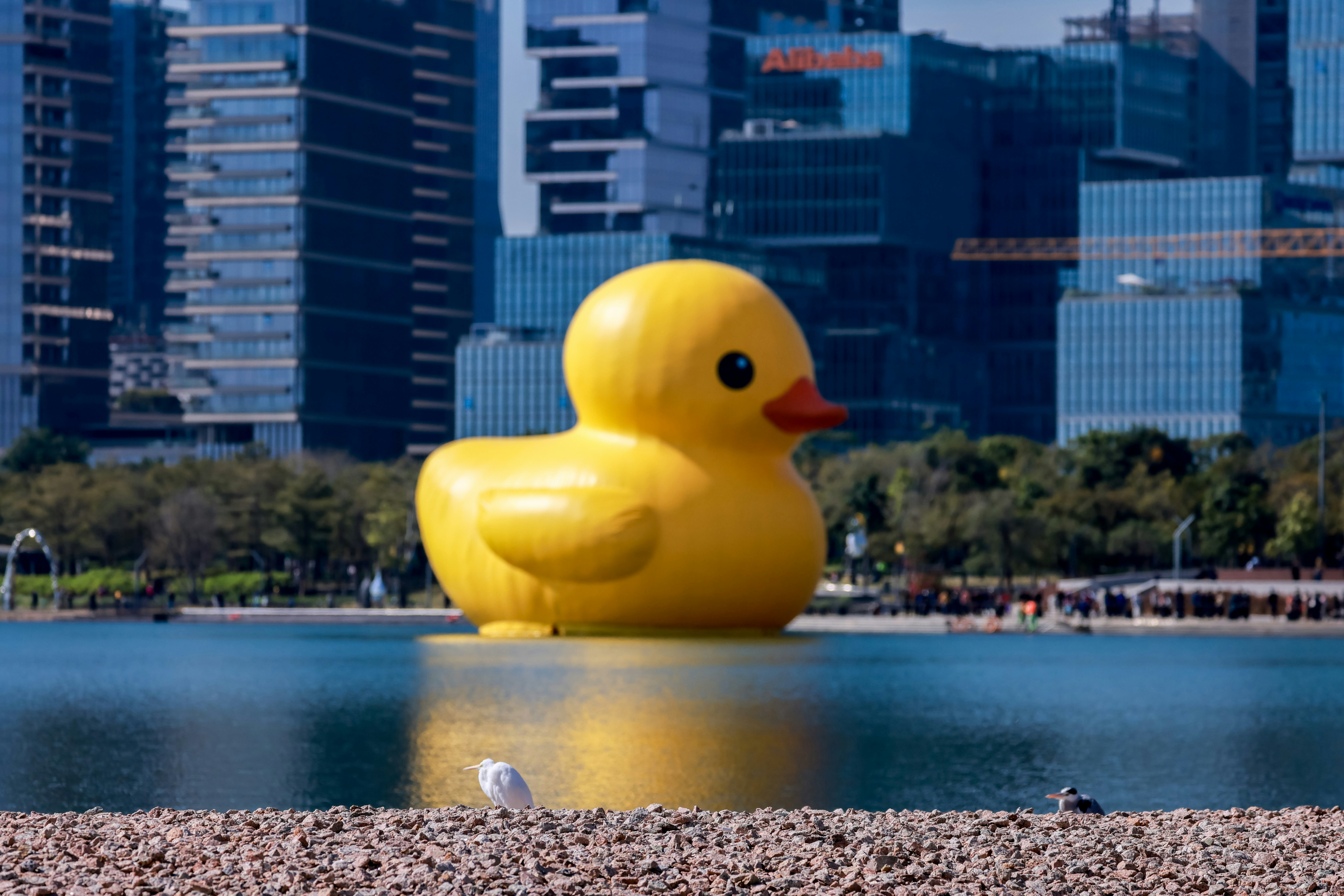 A large yellow rubber ducky floating in a body of water photo – Free ...