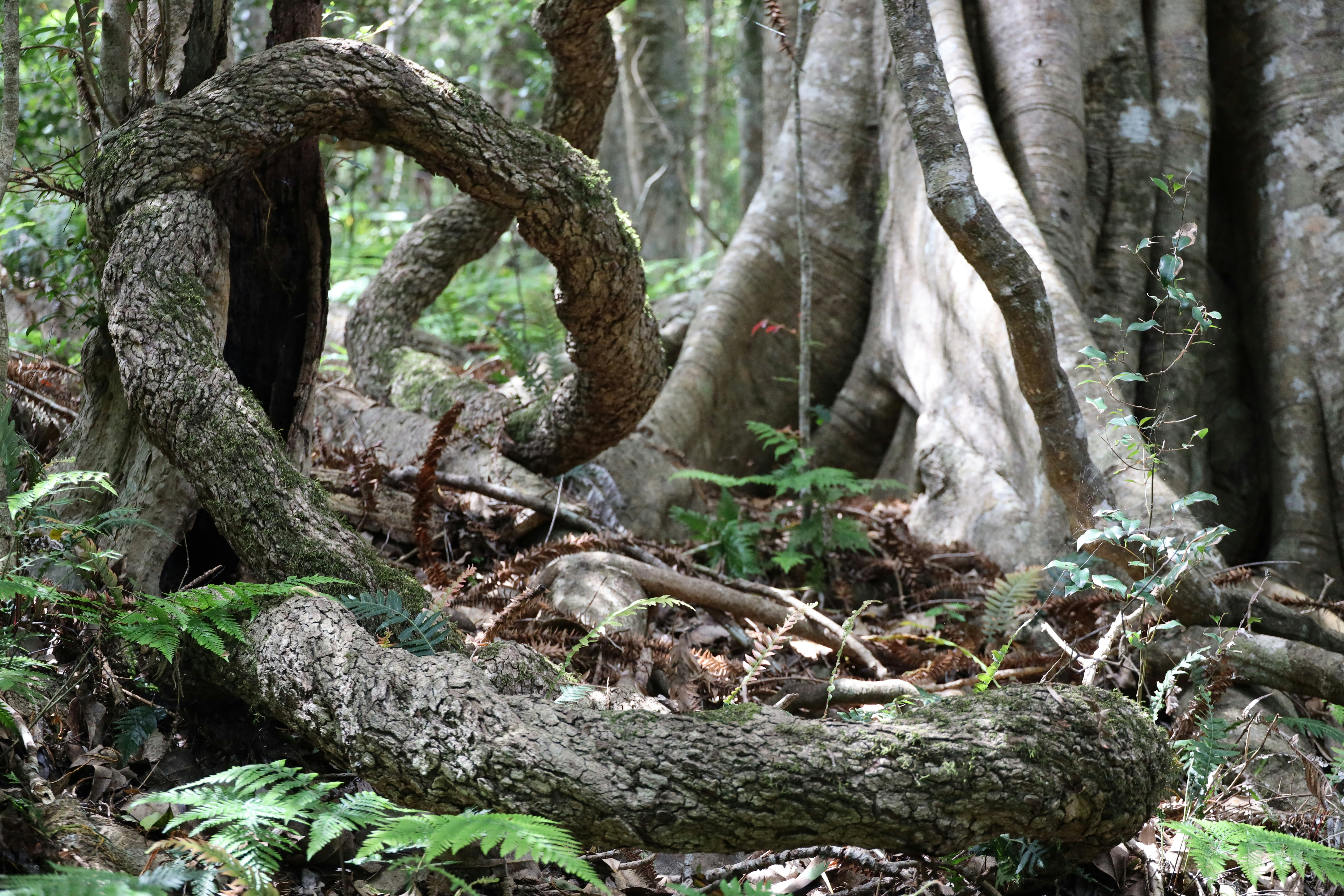 A tree that is in the middle of a forest photo – Free Bunya mountains ...