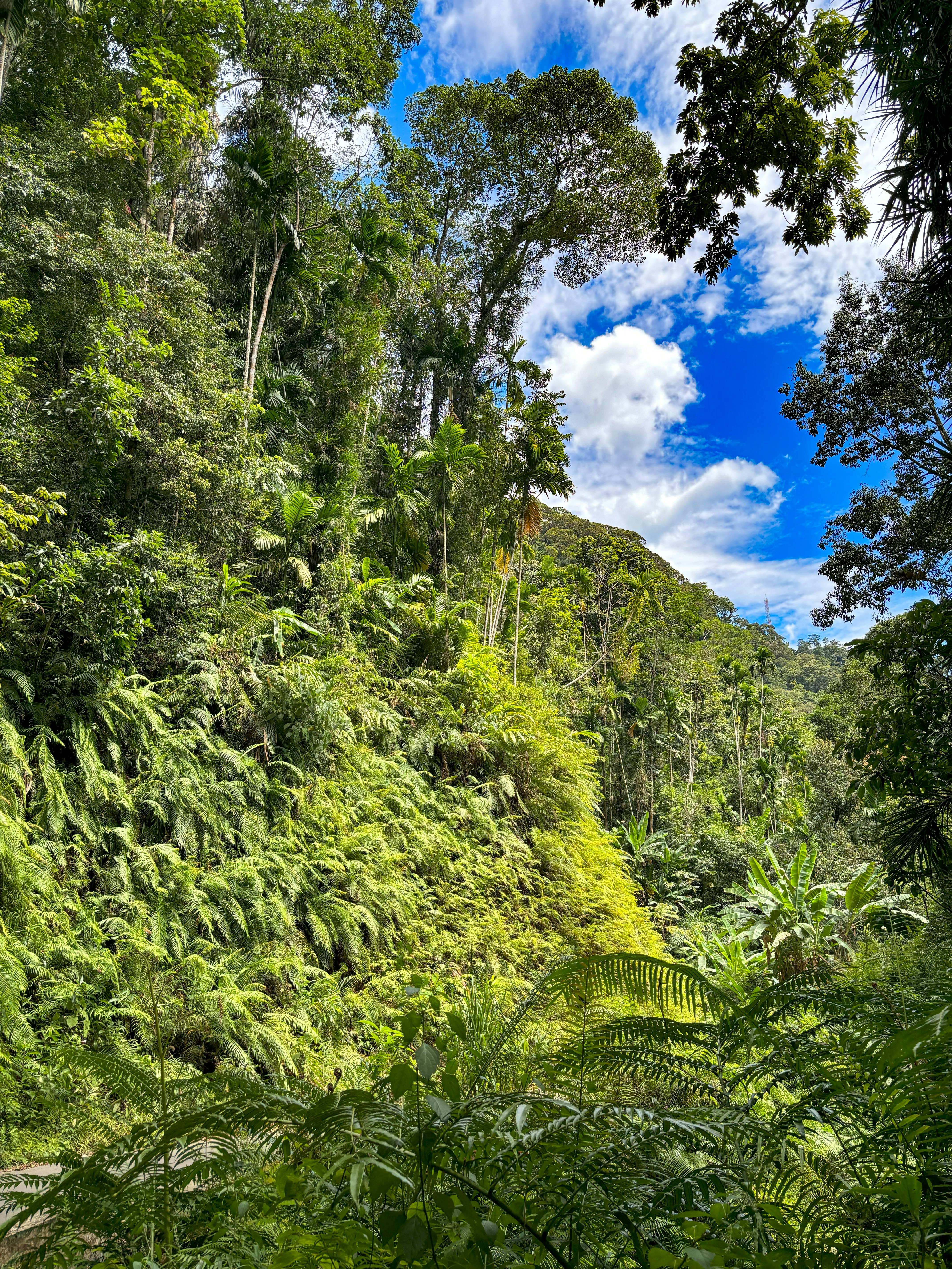 A lush green forest filled with lots of trees photo – Free Sinharaja ...