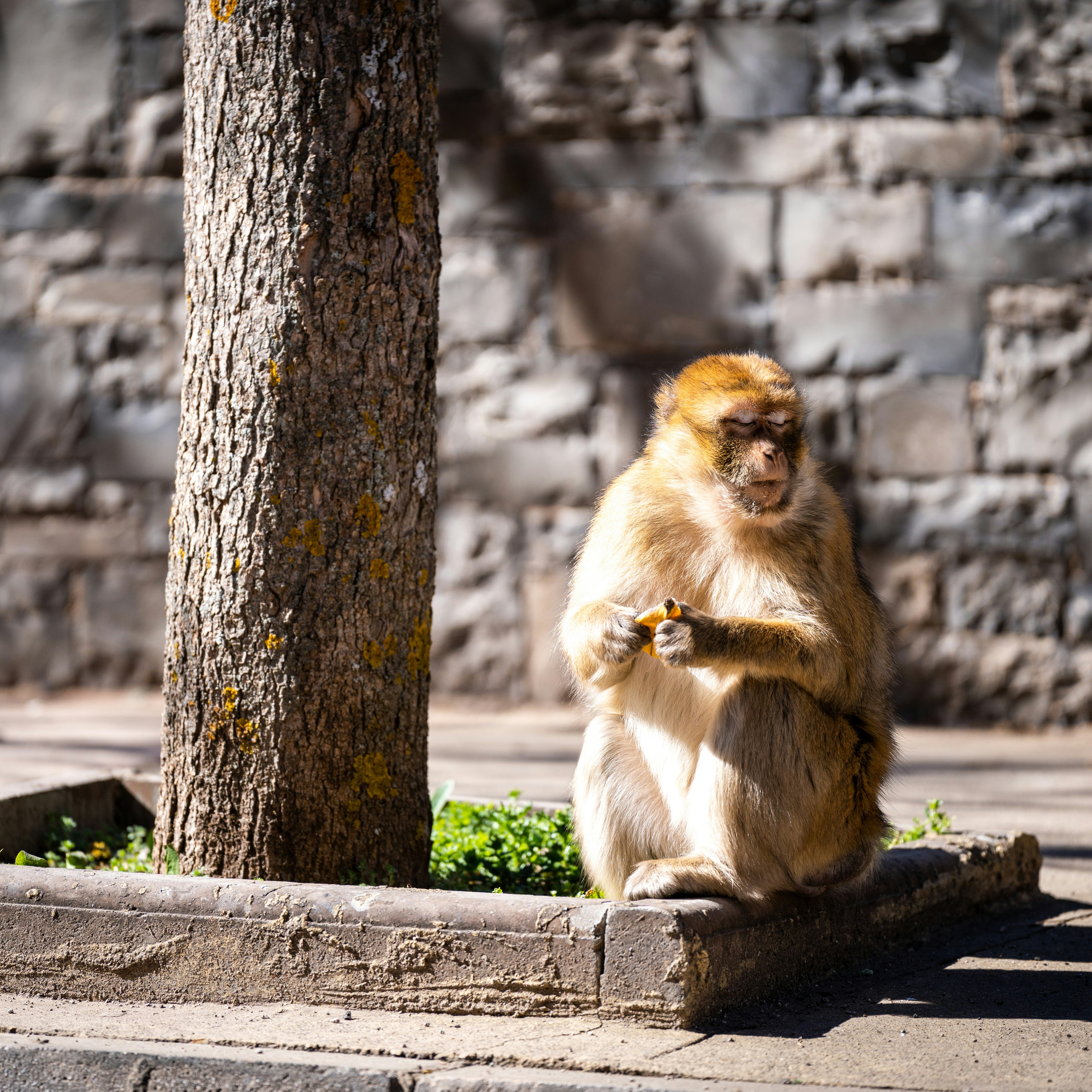 A monkey sitting on the ground next to a tree photo – Free Monkey Image ...