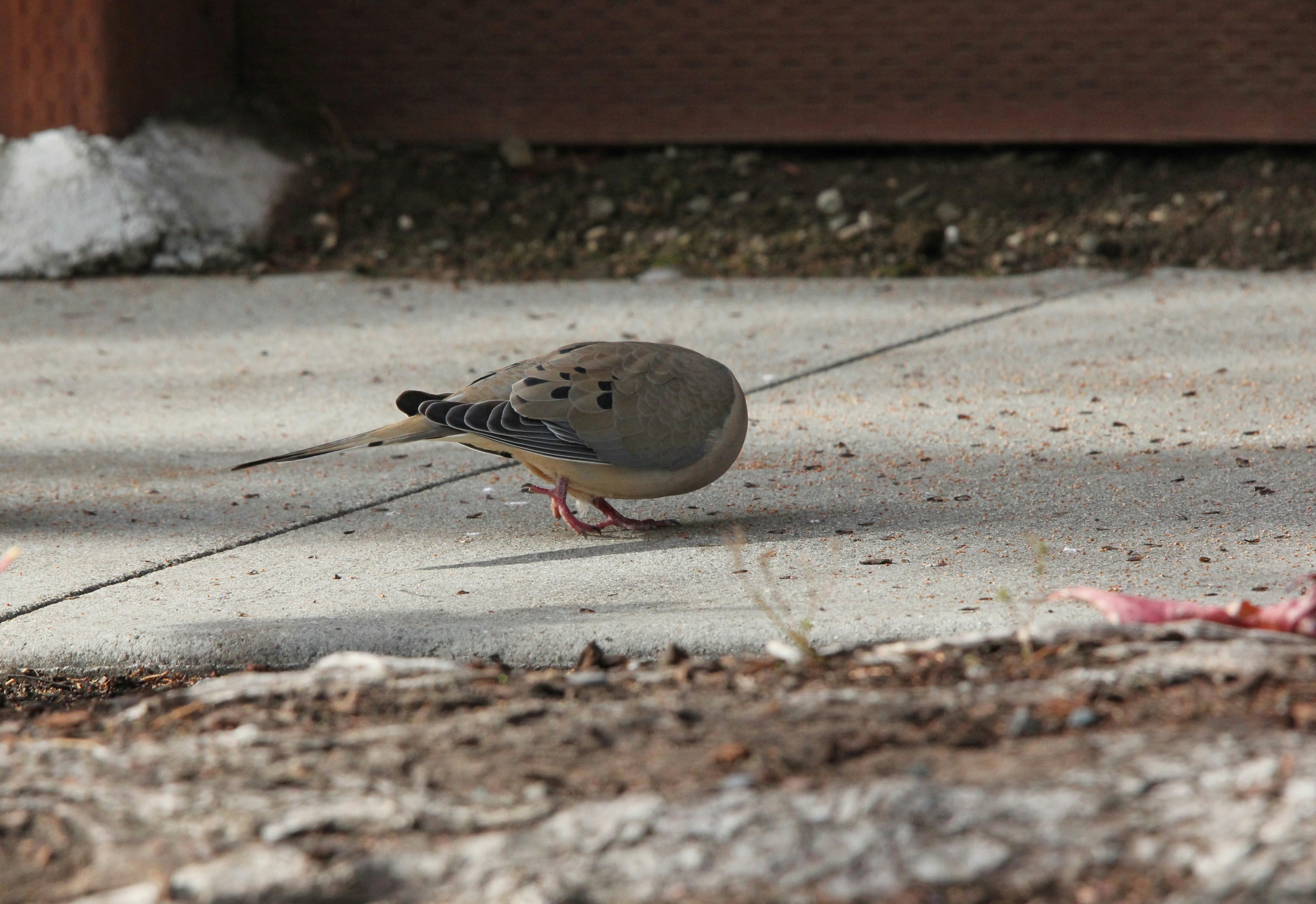 Pavement Scout: A lone pigeon pauses on sunlit sidewalk