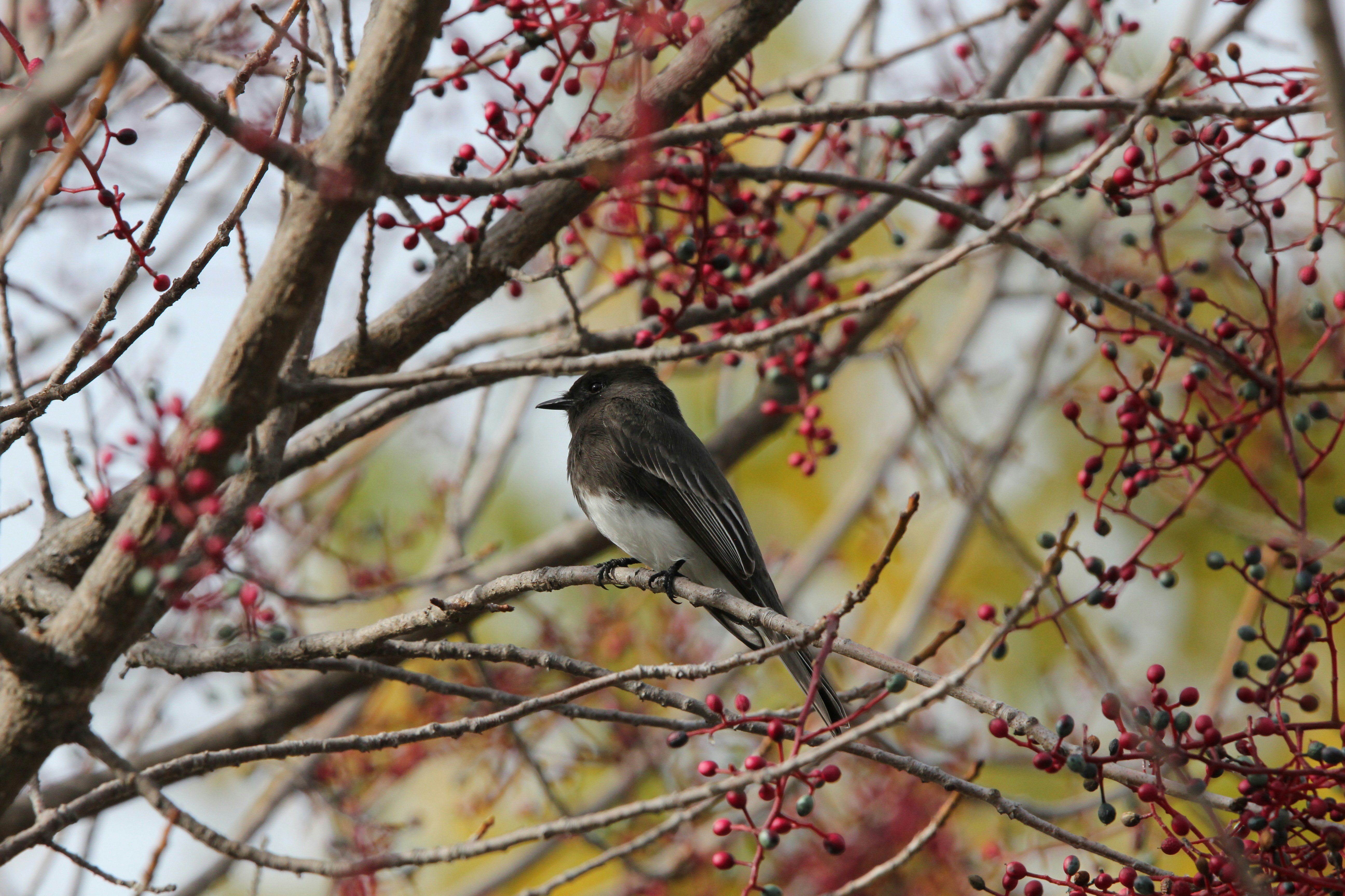 Silent Observer Amongst the Berries