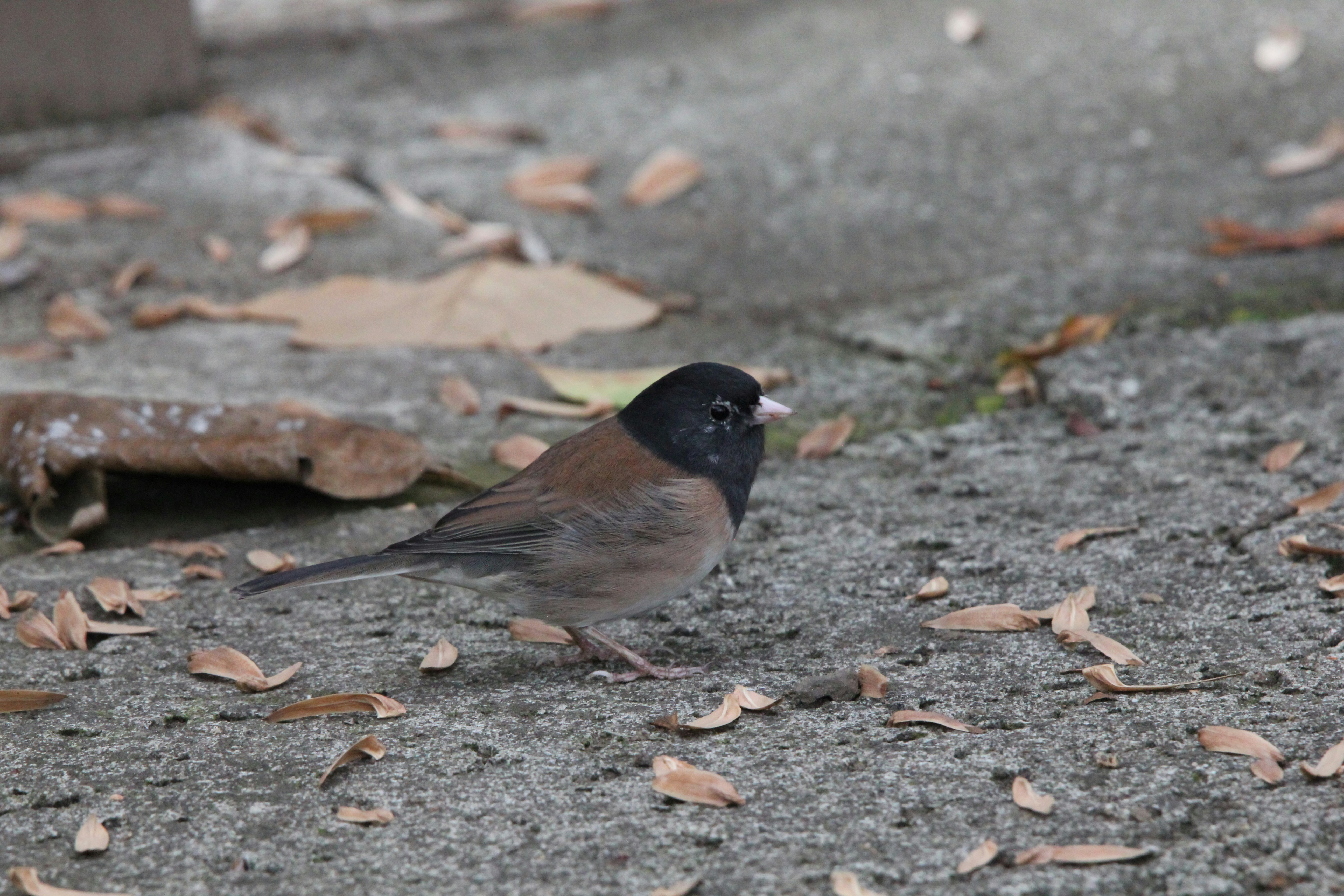 A Dark-Eyed Junco found resting on the ground.