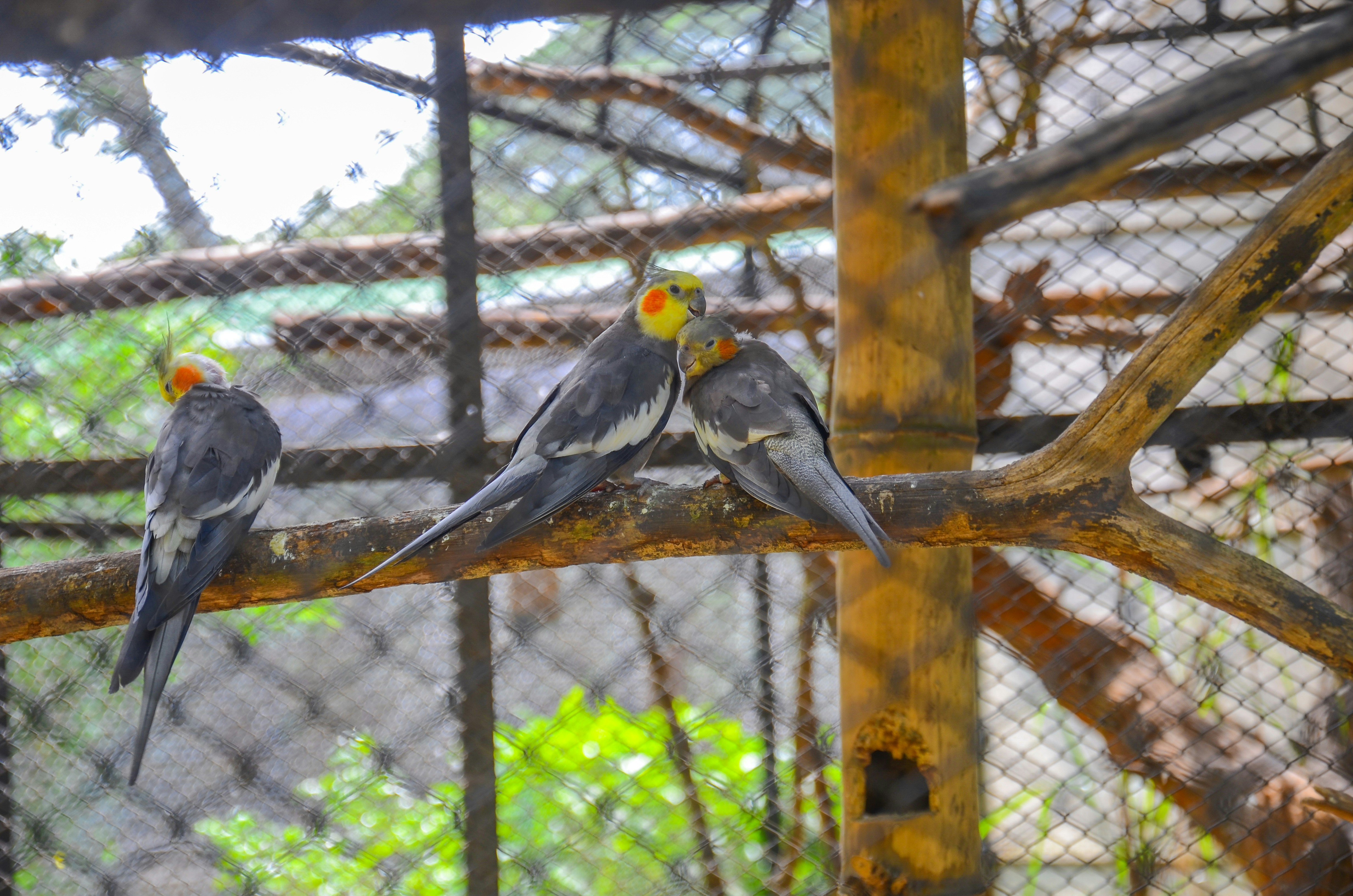 Crested Trio on a Weathered Branch Behind Cage Mesh