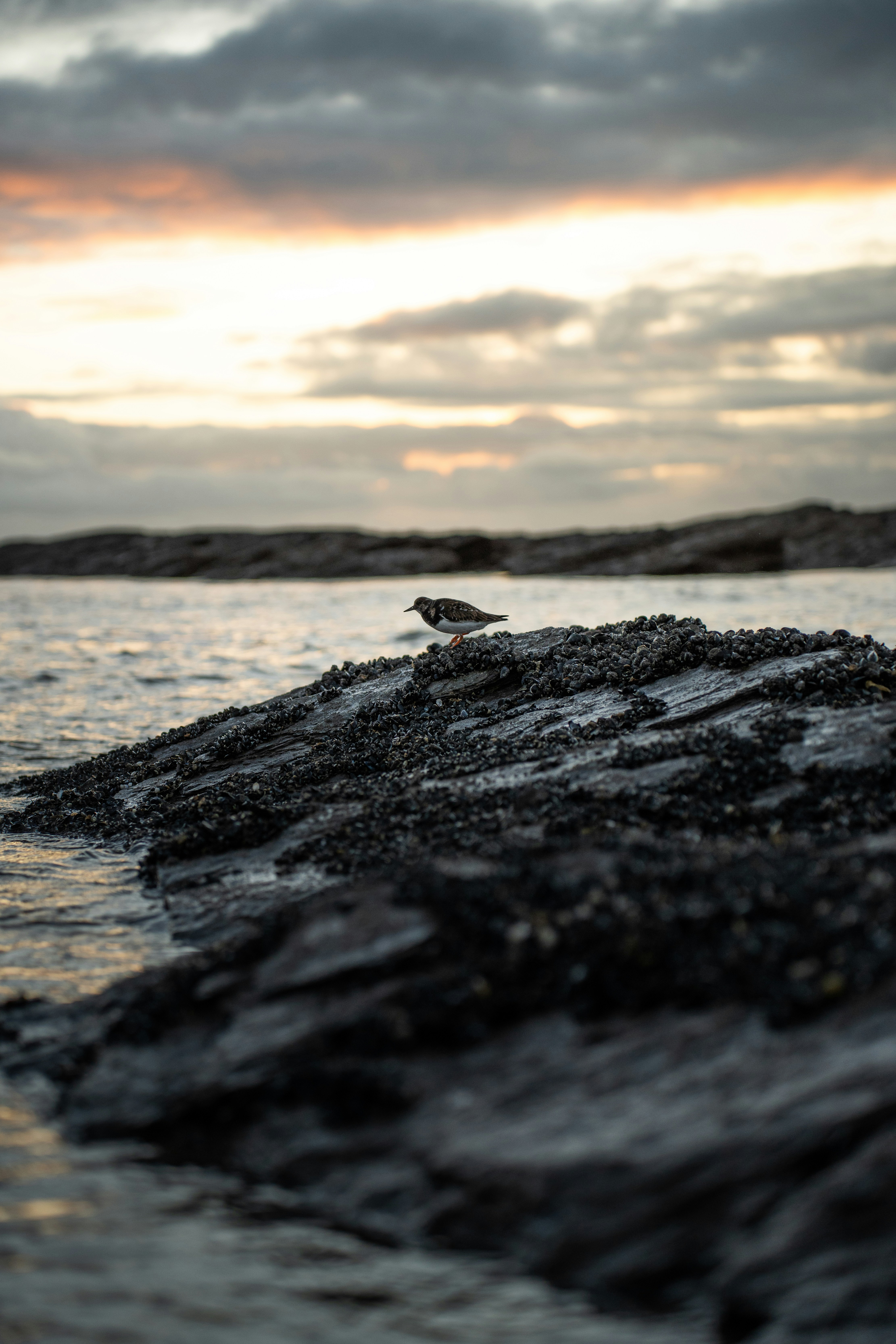 Quiet Sentinel: Sandpiper on Rugged Rock at Golden Hour