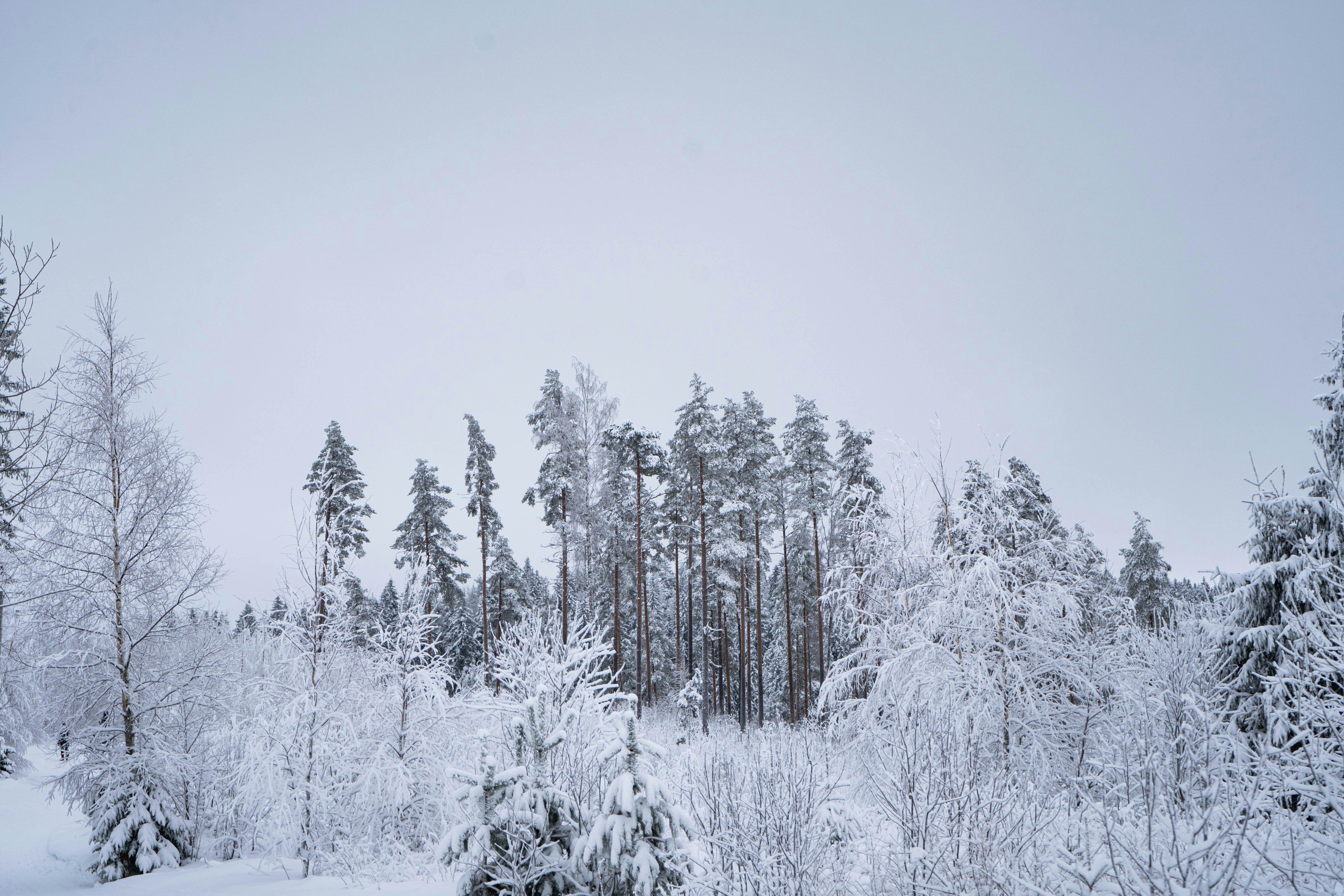 Photo by Sam Di Risio with Sony Alpha 7 III