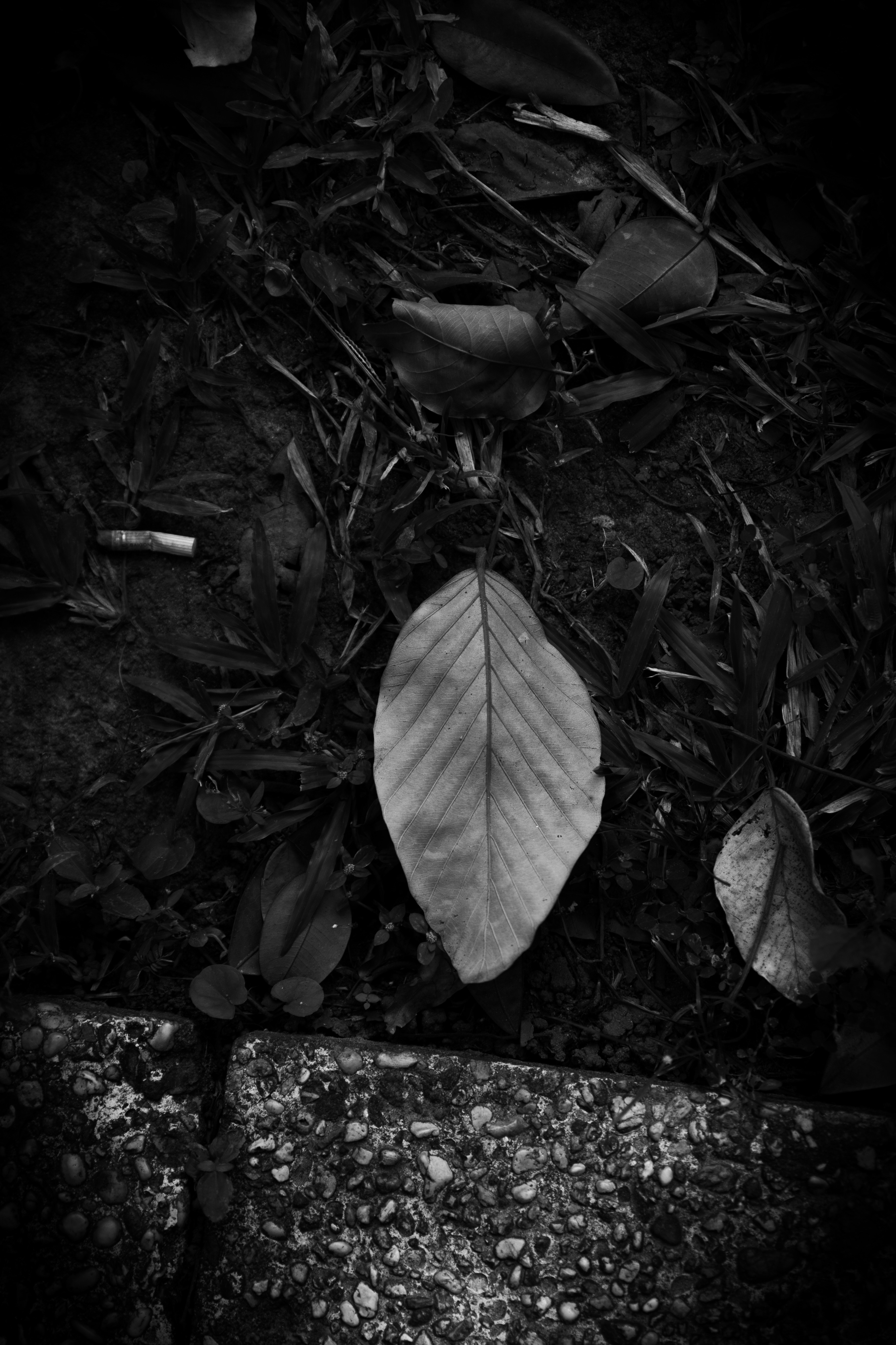 Single Leaf, Quiet Ground: A Monochrome Moment