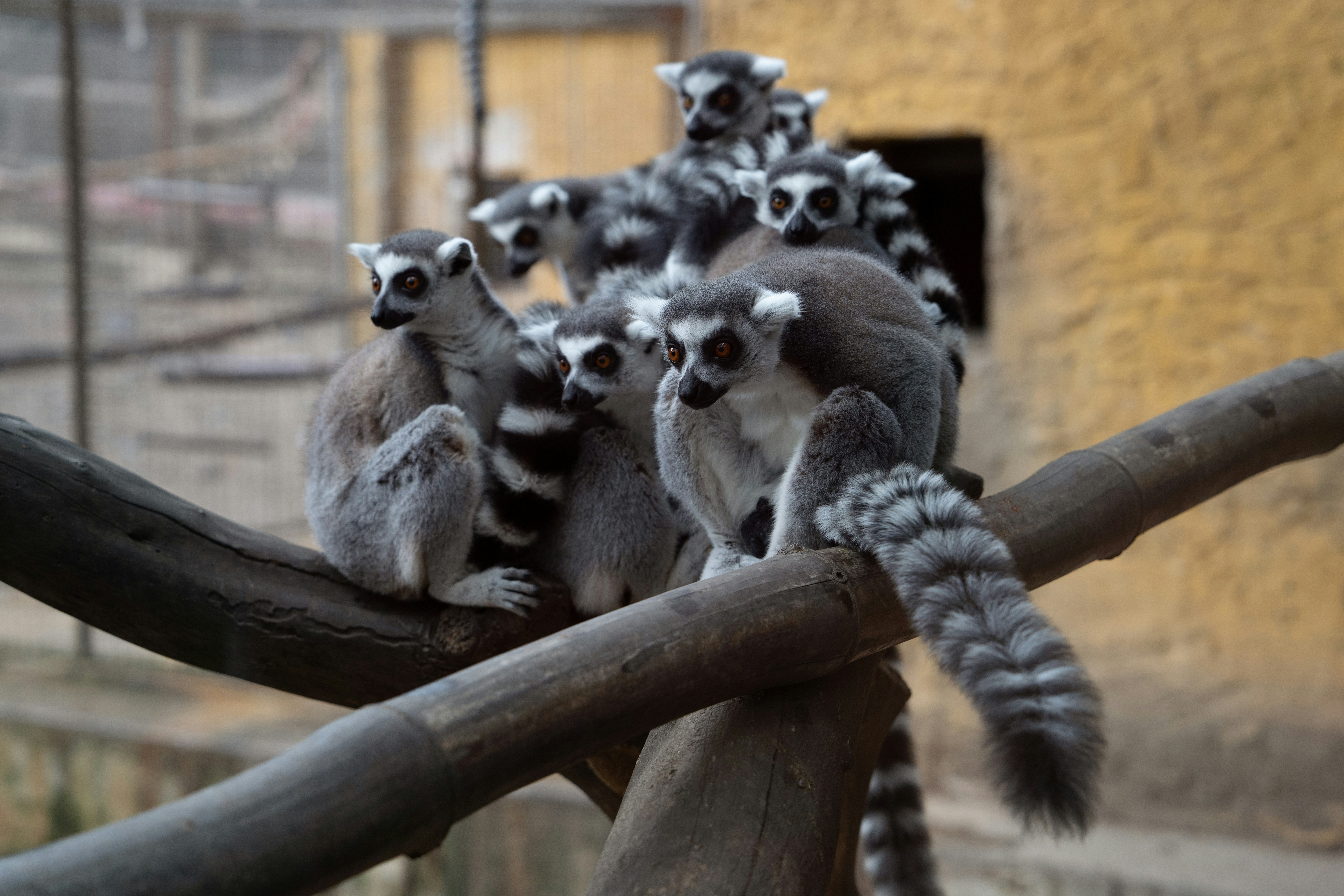 Photo of Lemur family in a Spanish zoo.