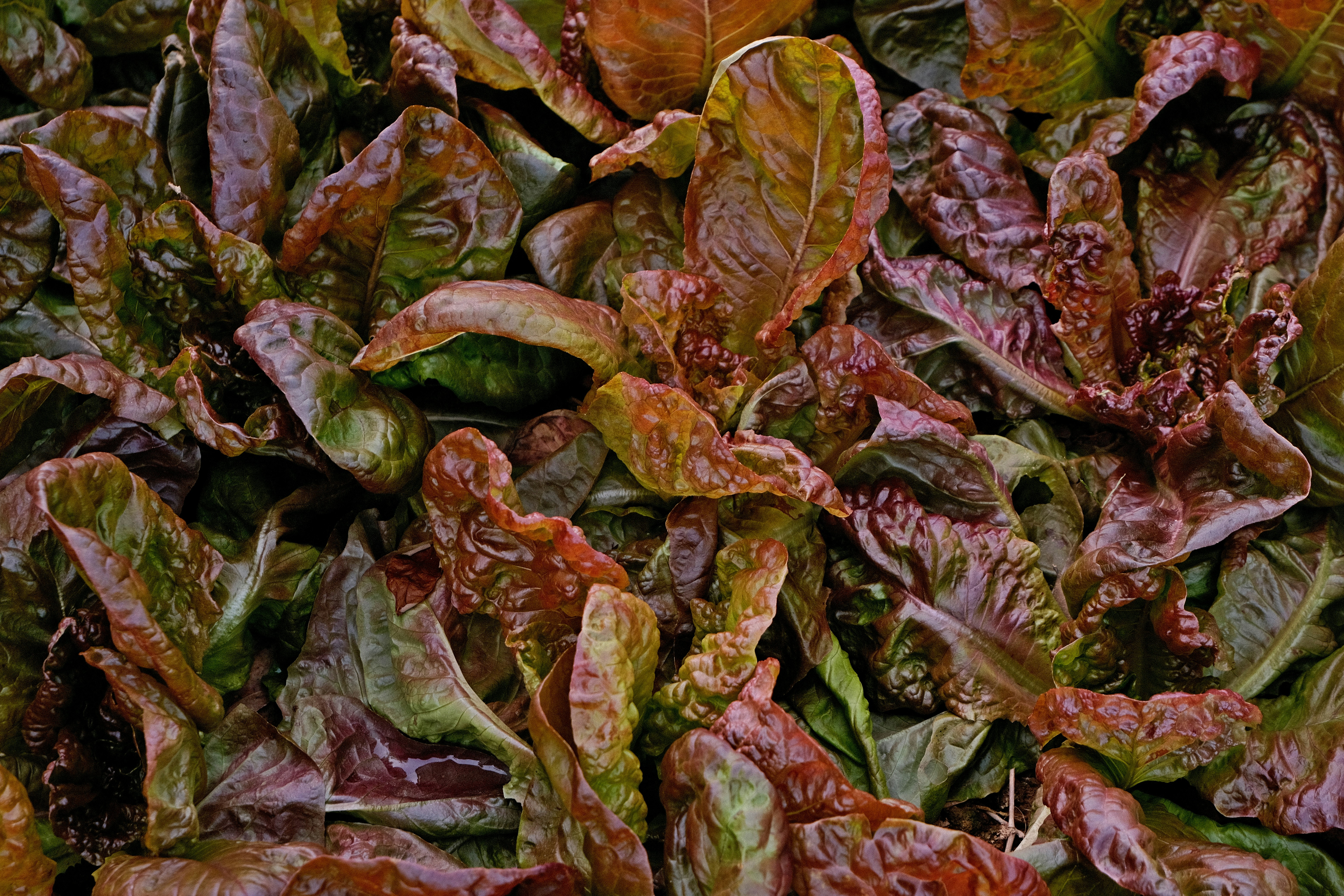 A pile of green and red leafy vegetables photo – Free Garden Image on ...