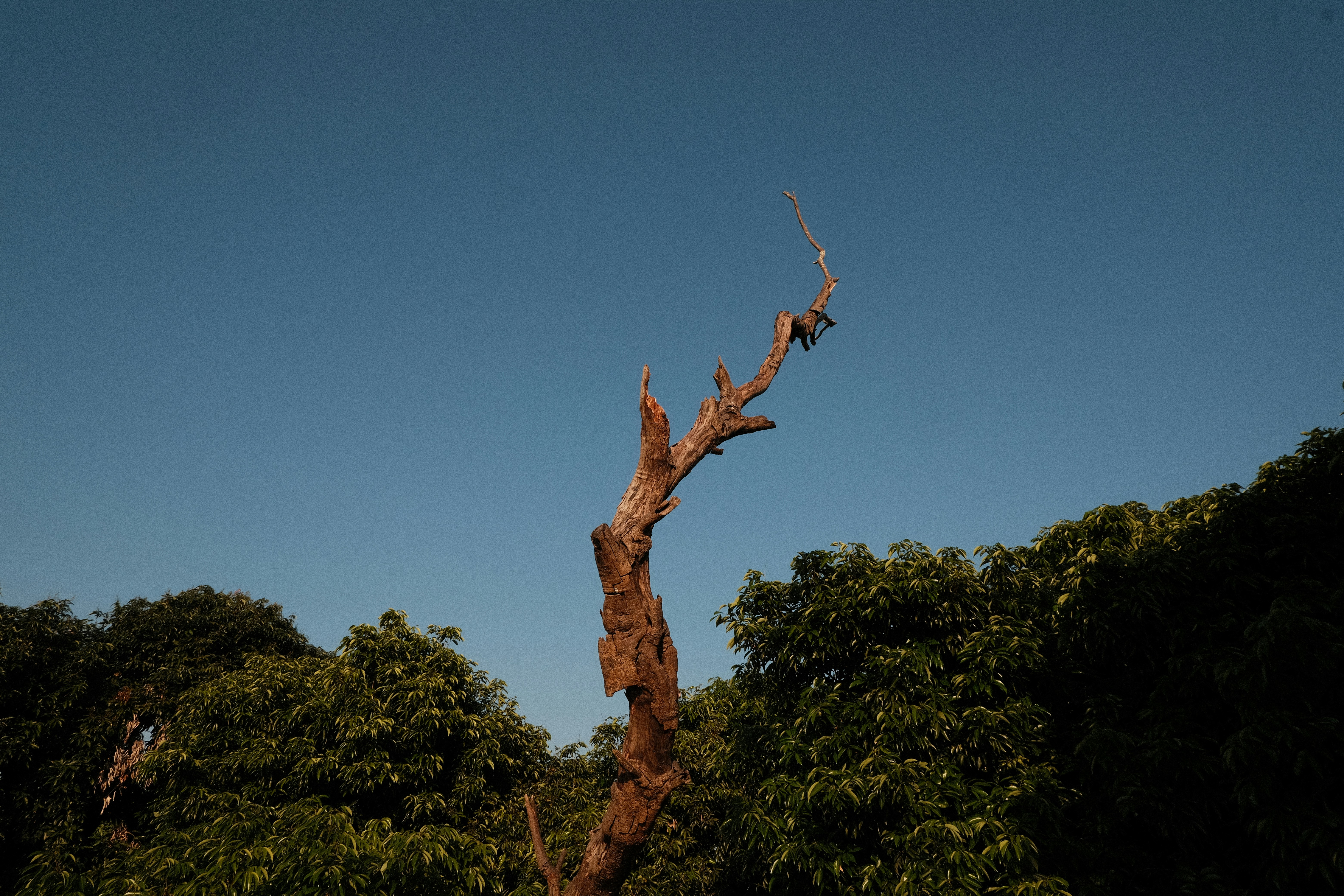 Lone Sentinel Above the Canopy: A Weathered Dead Tree Reaches Toward the Sky