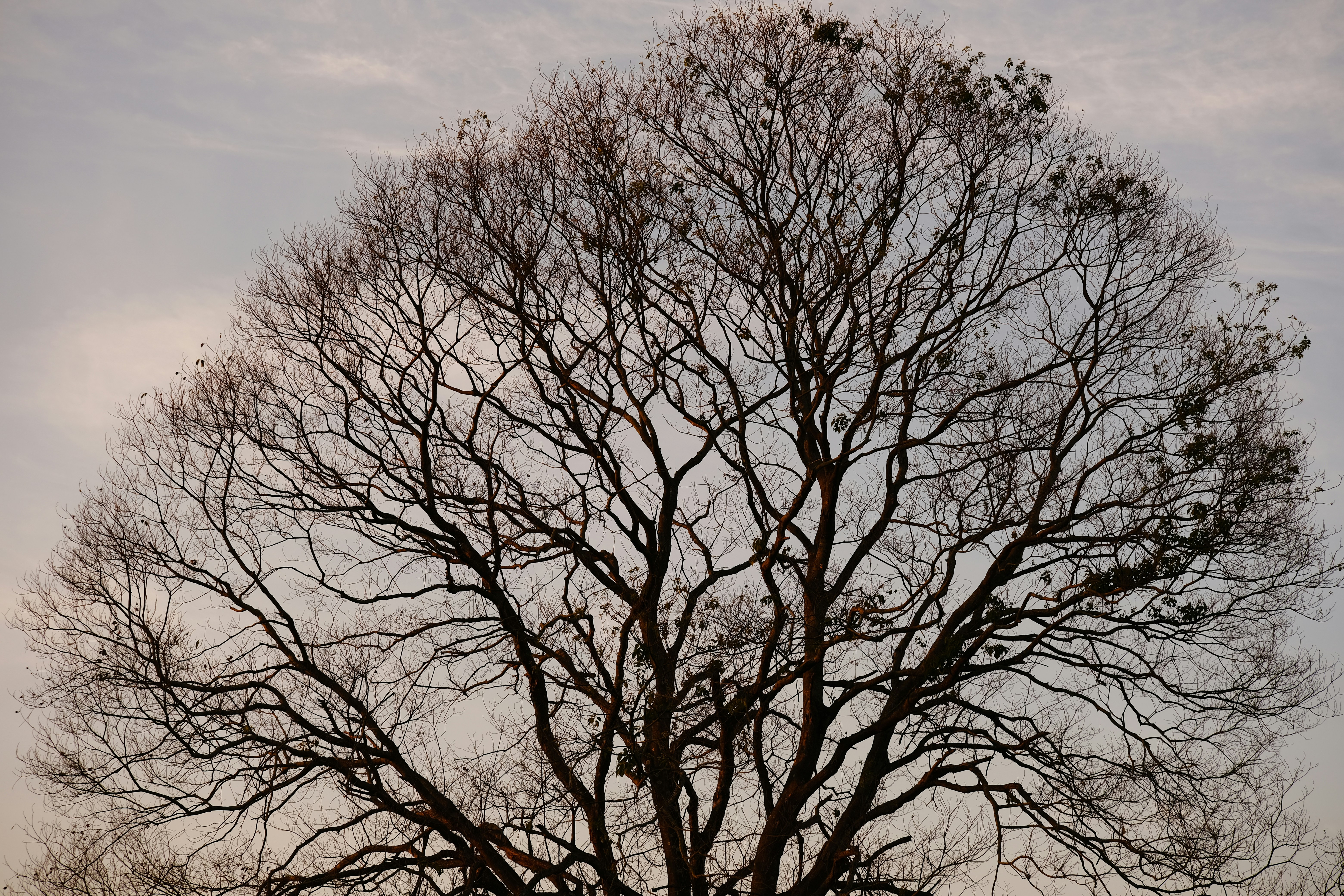 A bare tree with no leaves on it photo – Free Outdoor Image on Unsplash