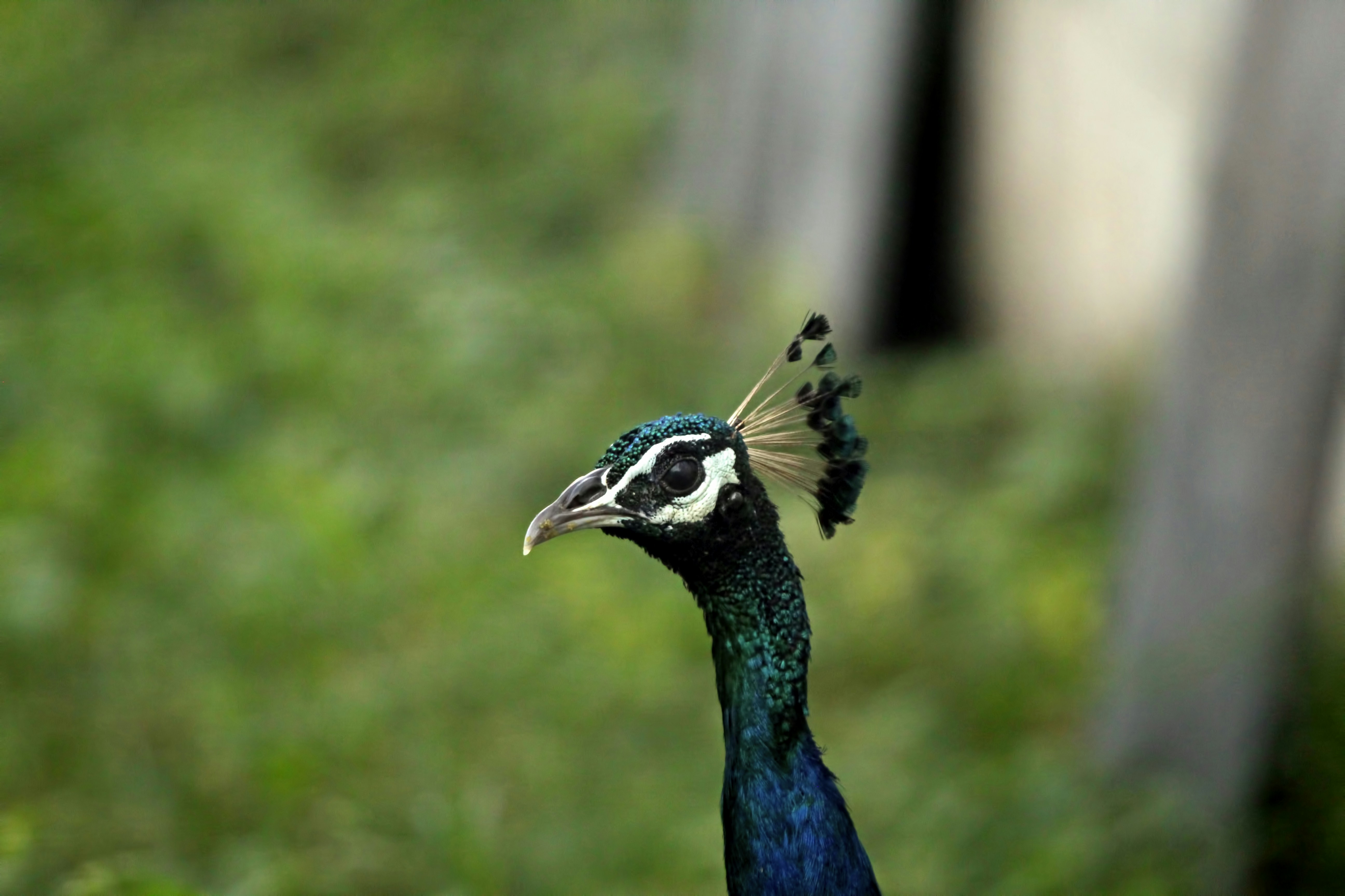 Emerald Crest Portrait: A Peacock's Head Framed by Verdant Blur