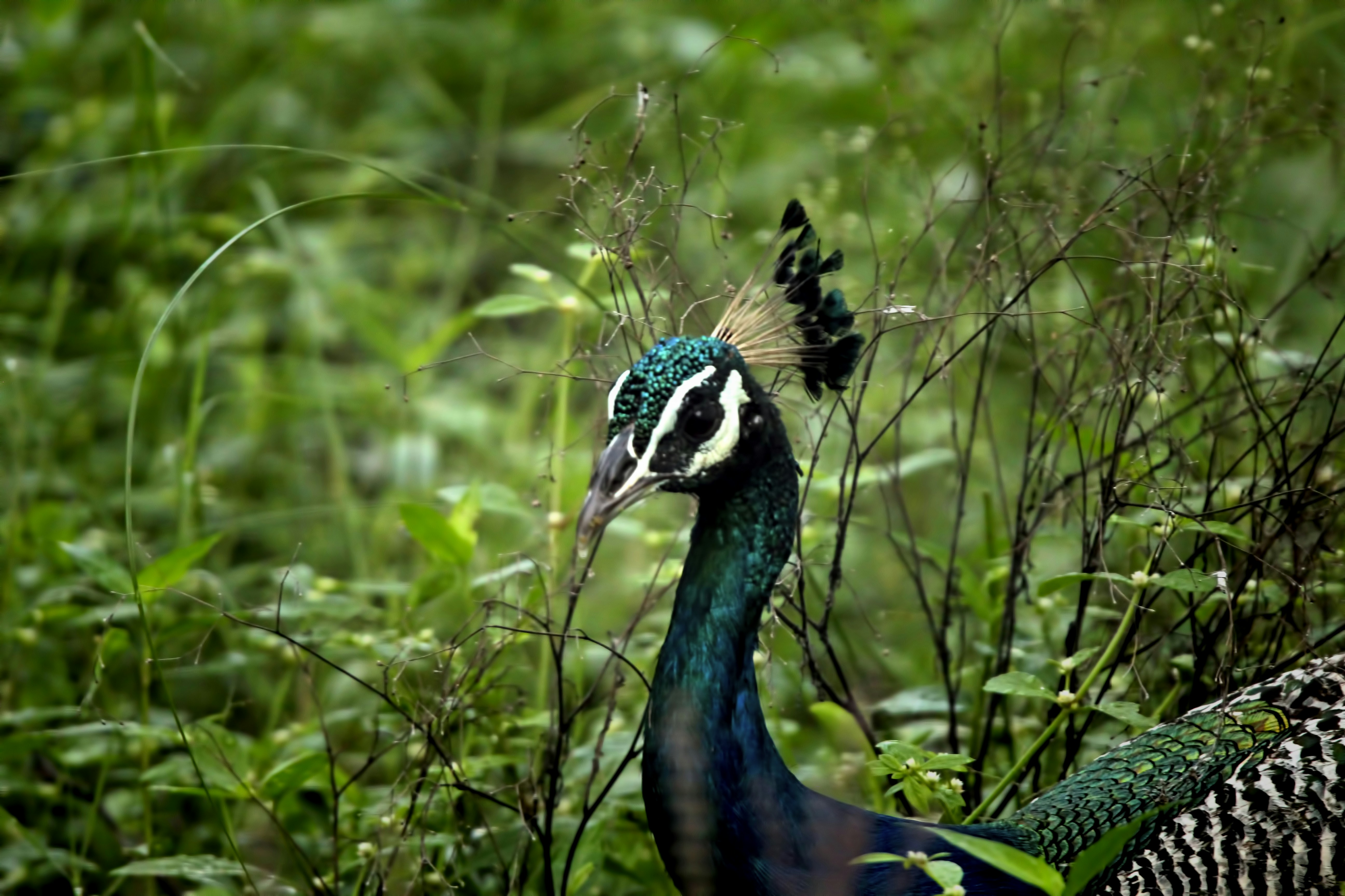 Emerald Crest in the Thicket: A Peacock's Quiet Gaze