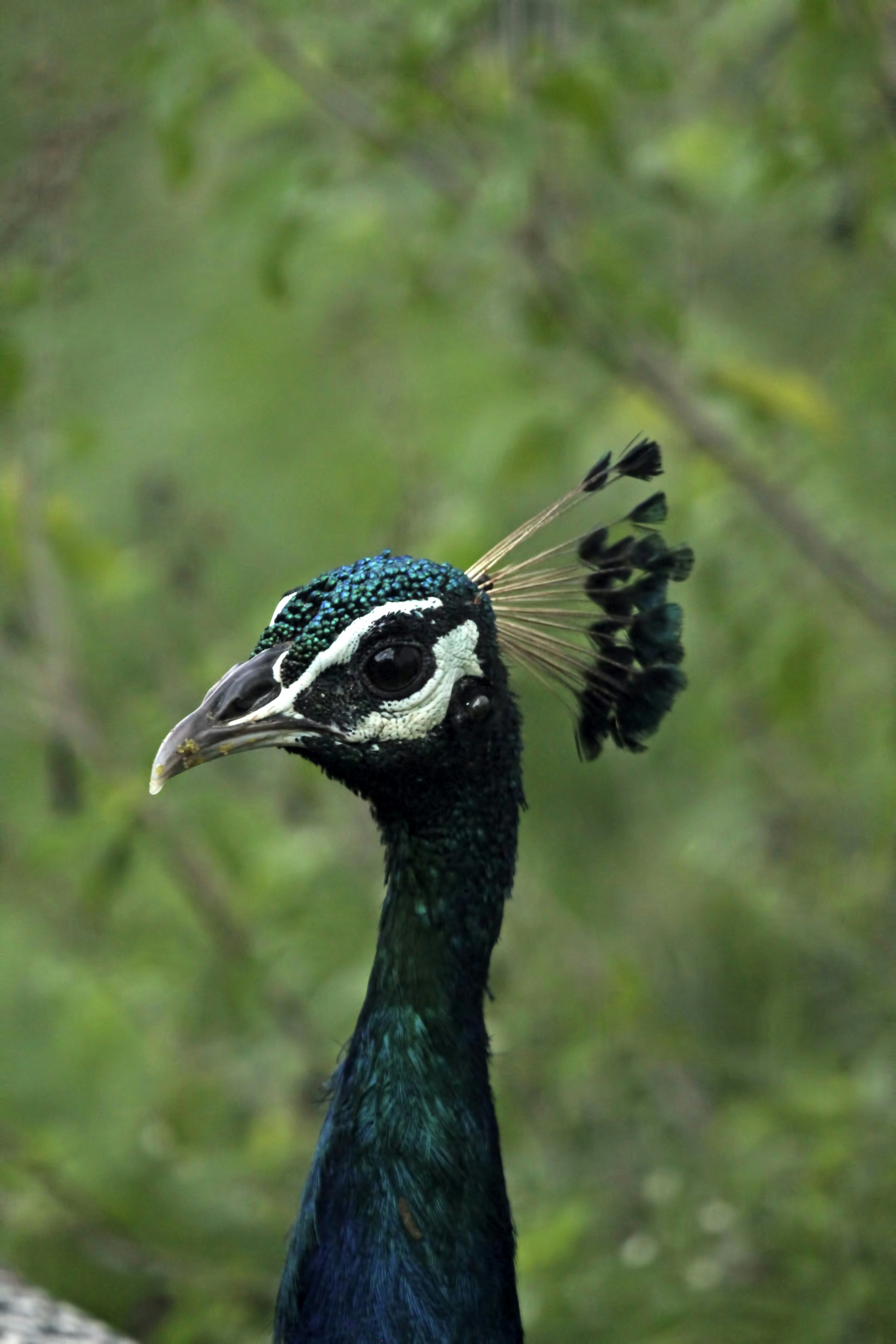 Iridescent Peacock Head in Focus Against Verdant Blur