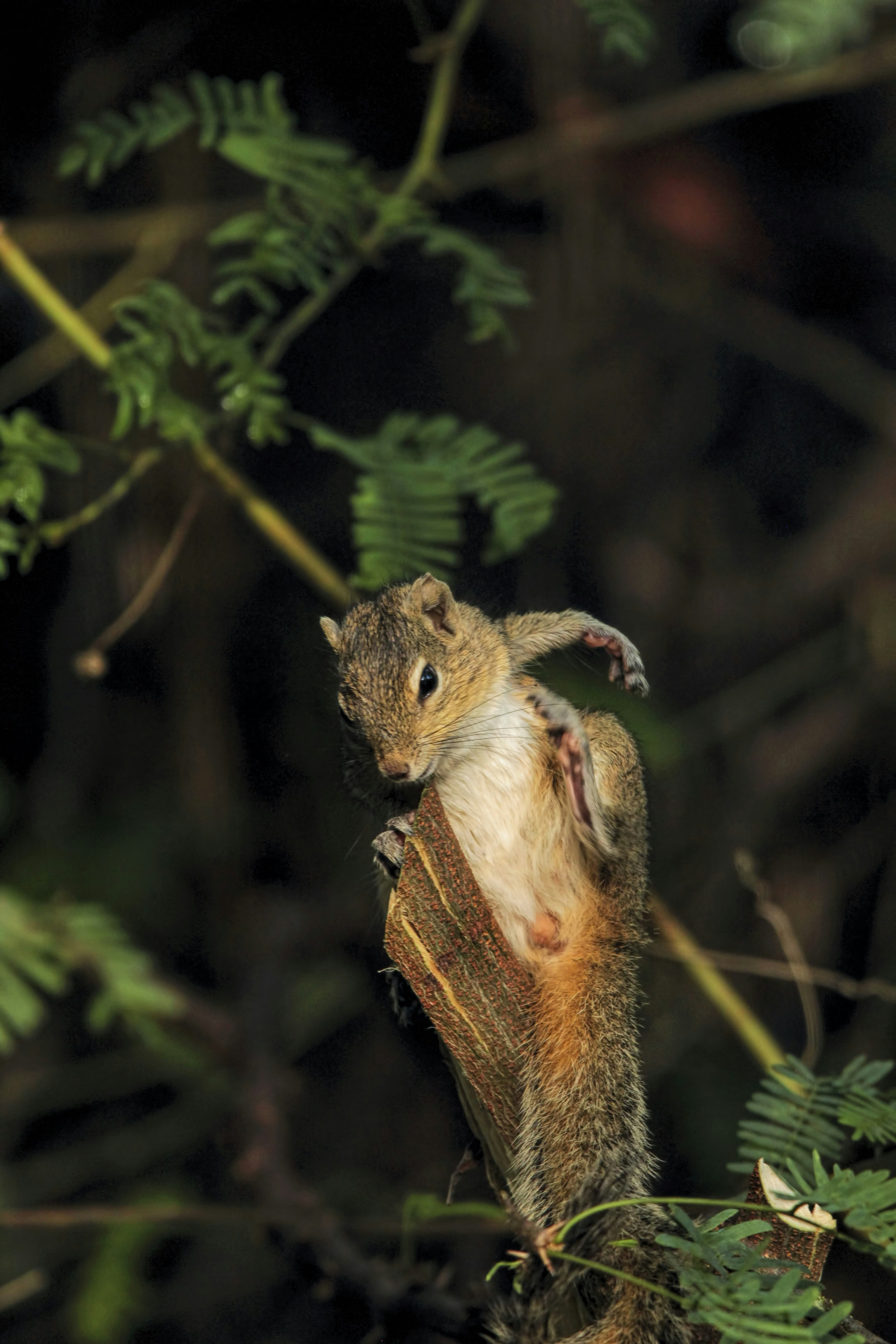 Squirrel in a Night Garden: A Quiet Moment on a Dry Sunlit Sash