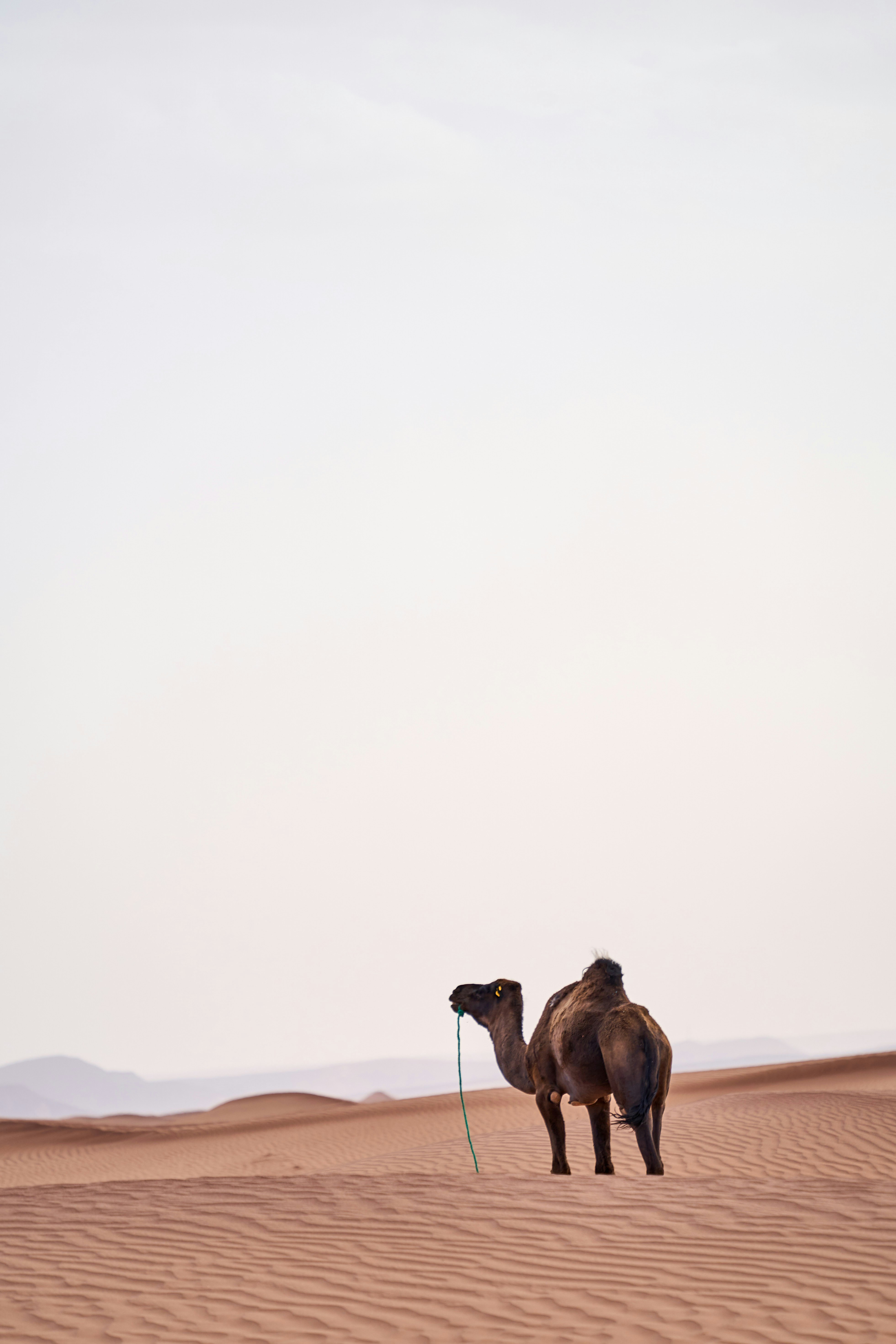 Photo by Wolfgang Hasselmann with Sony Alpha 7 III