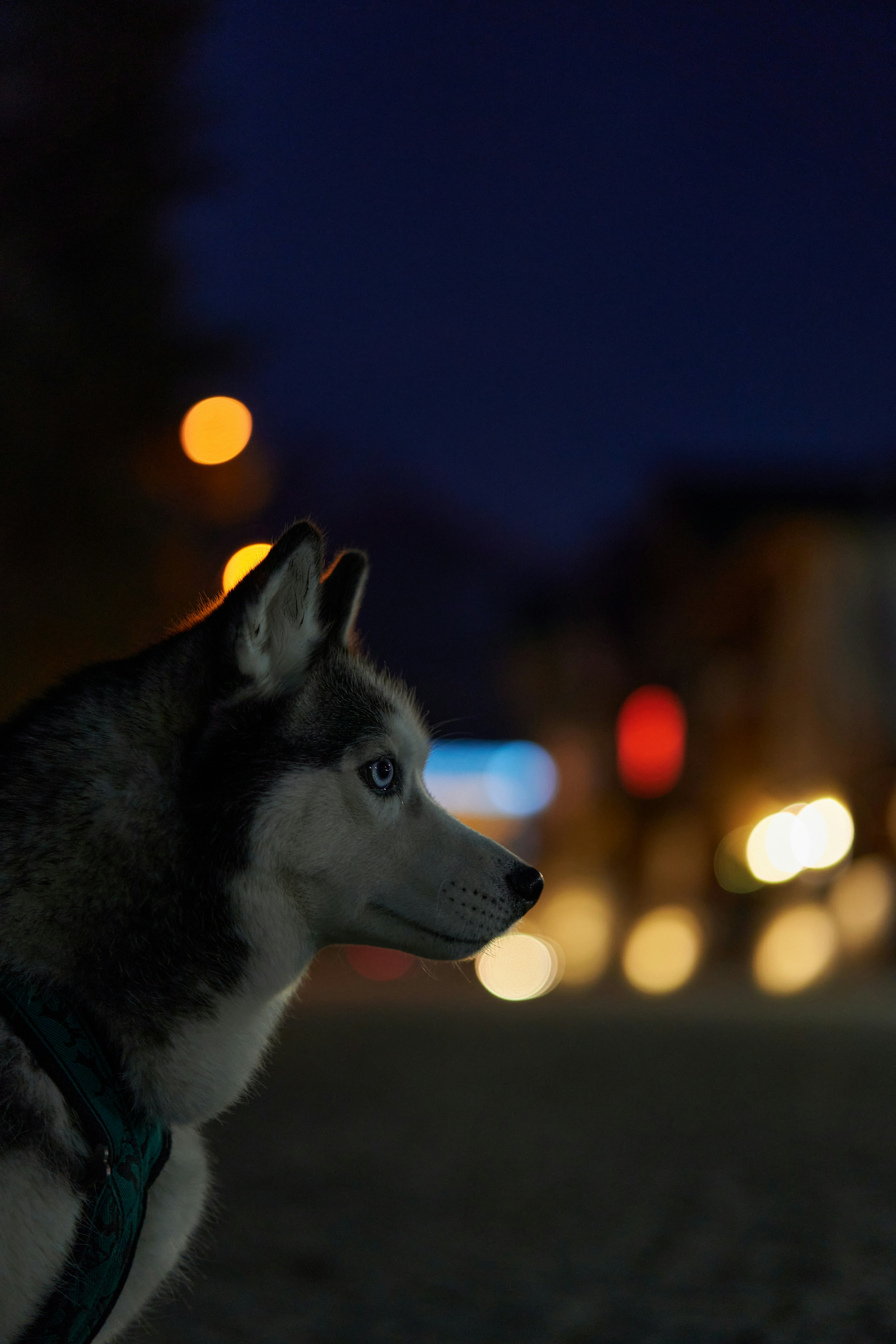 A husky dog standing on a street at night photo – Free Dog Image on ...