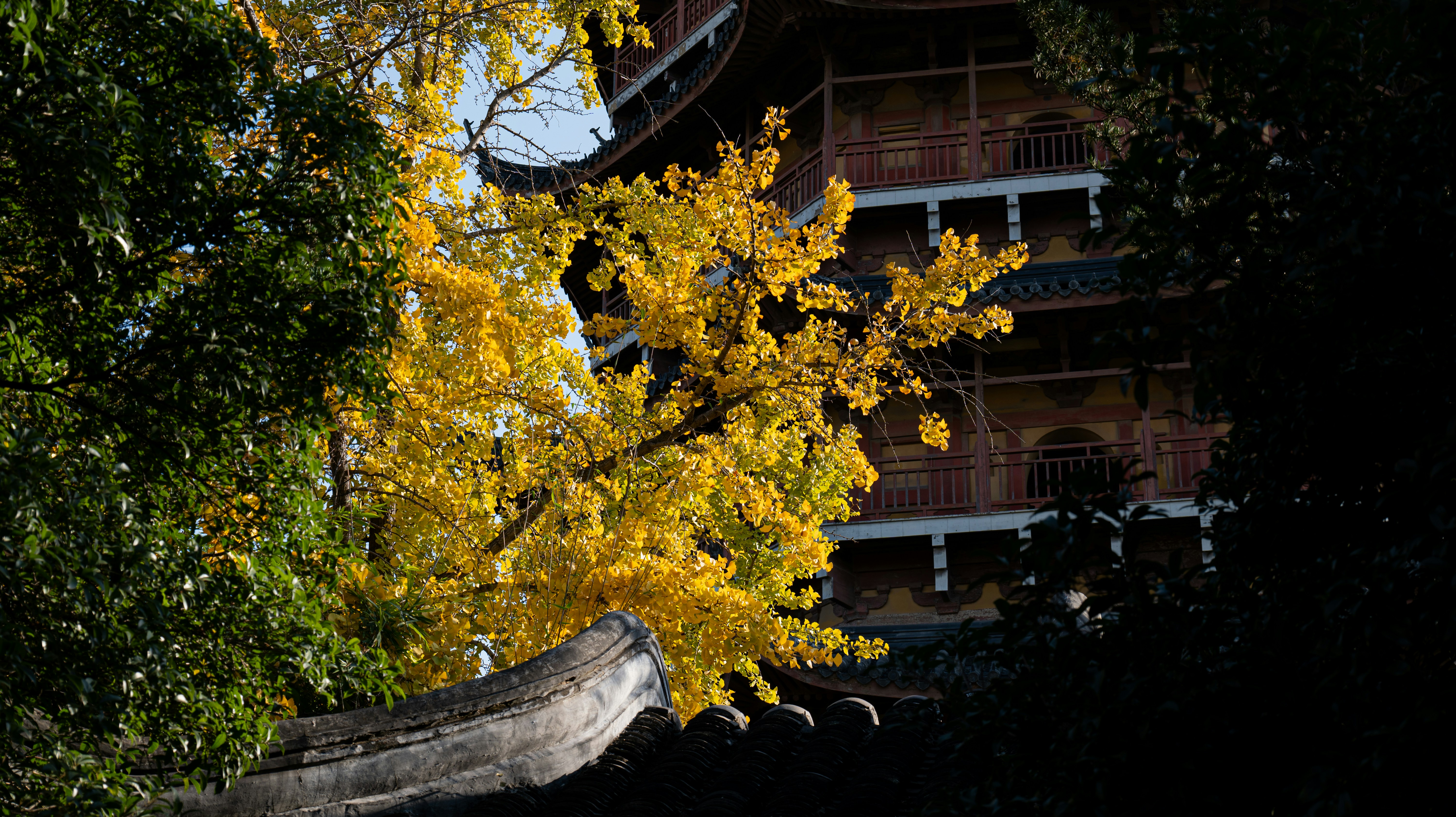 Golden Canopy Over a Secluded Temple