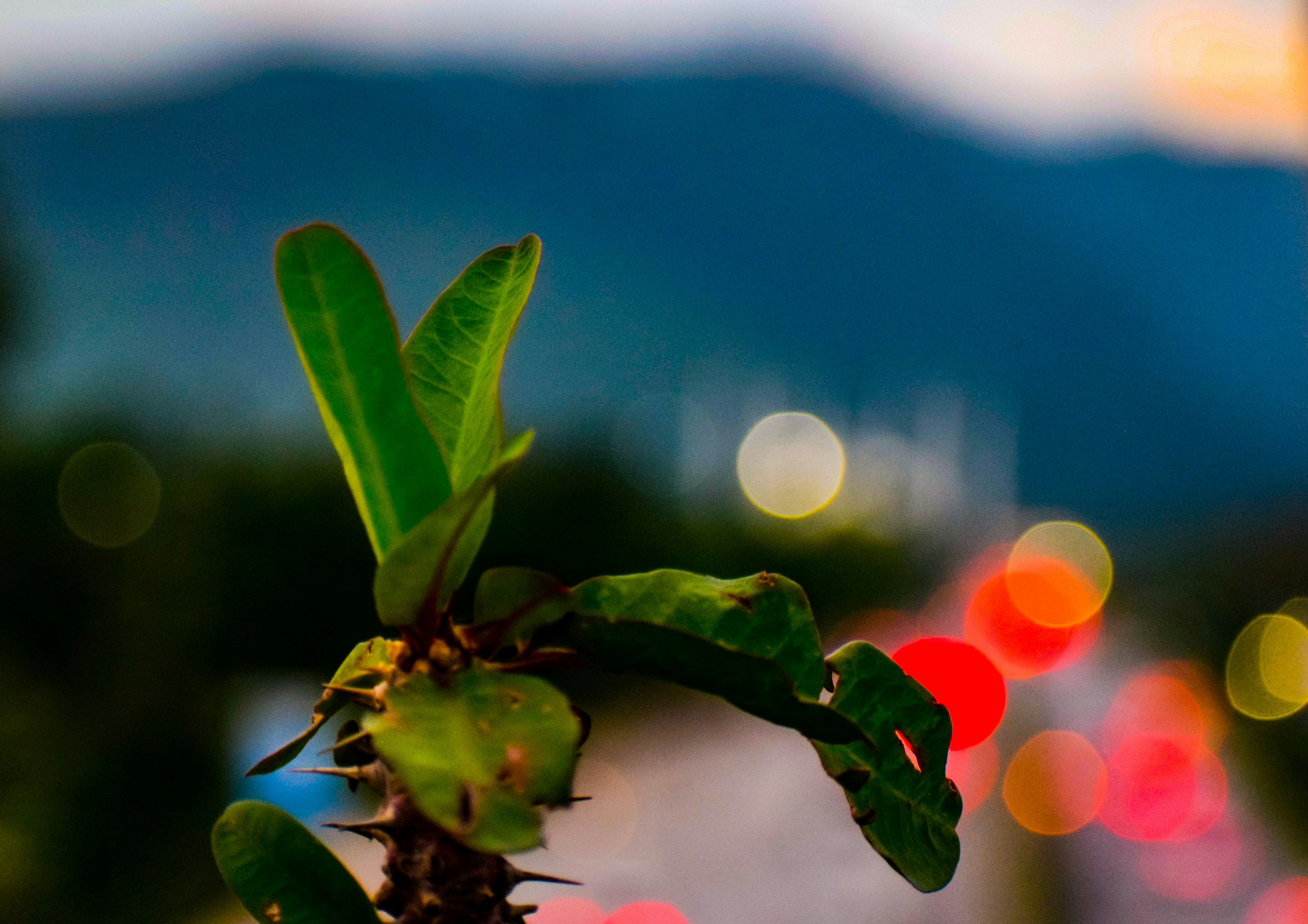 Verdant Focal Point Against a Neon Bokeh City