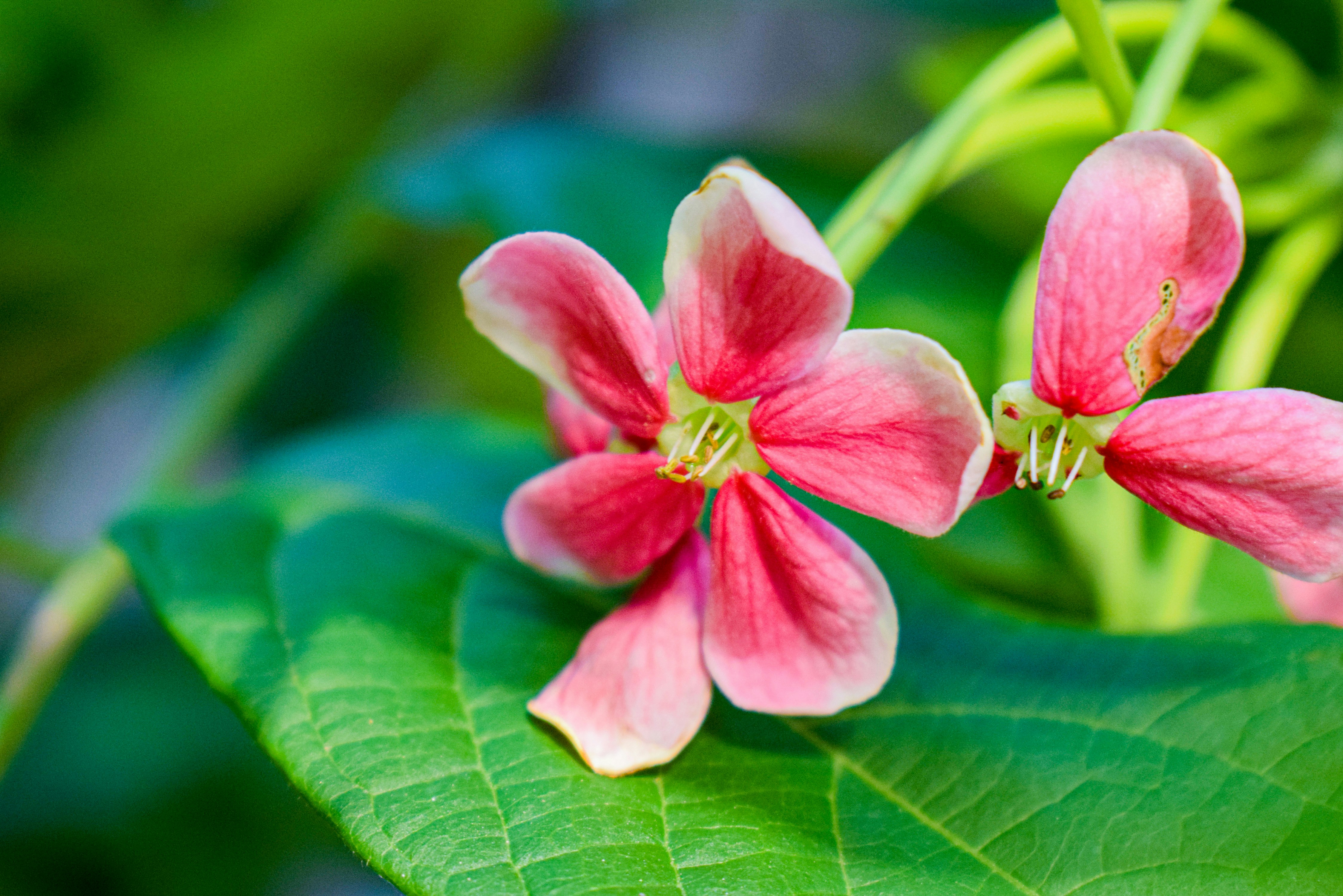 Petals in Focus: Close-Up of Pink Blossoms Among Emerald Veins