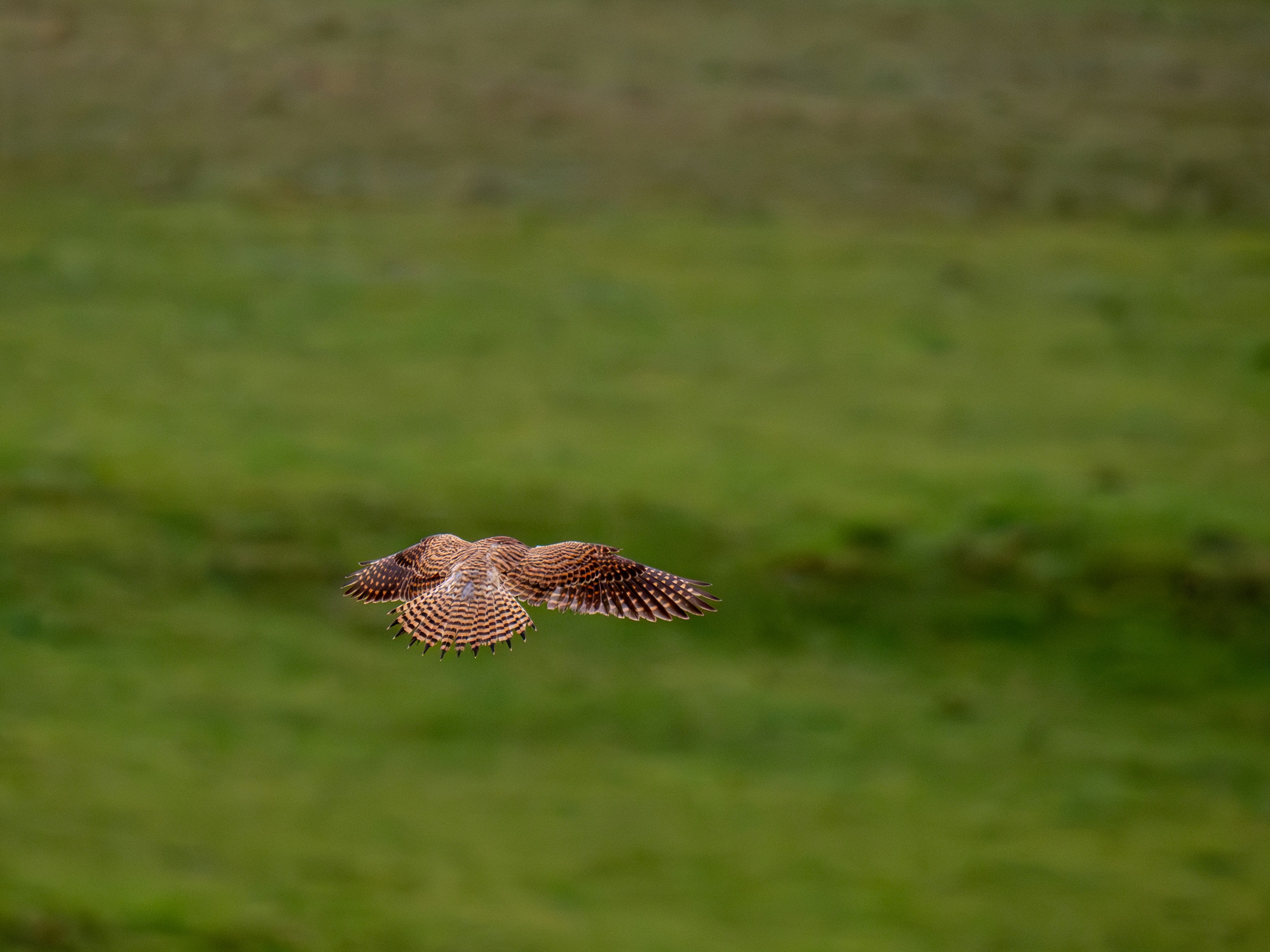 A bird flying over a lush green field photo – Free Salisbury Image on ...