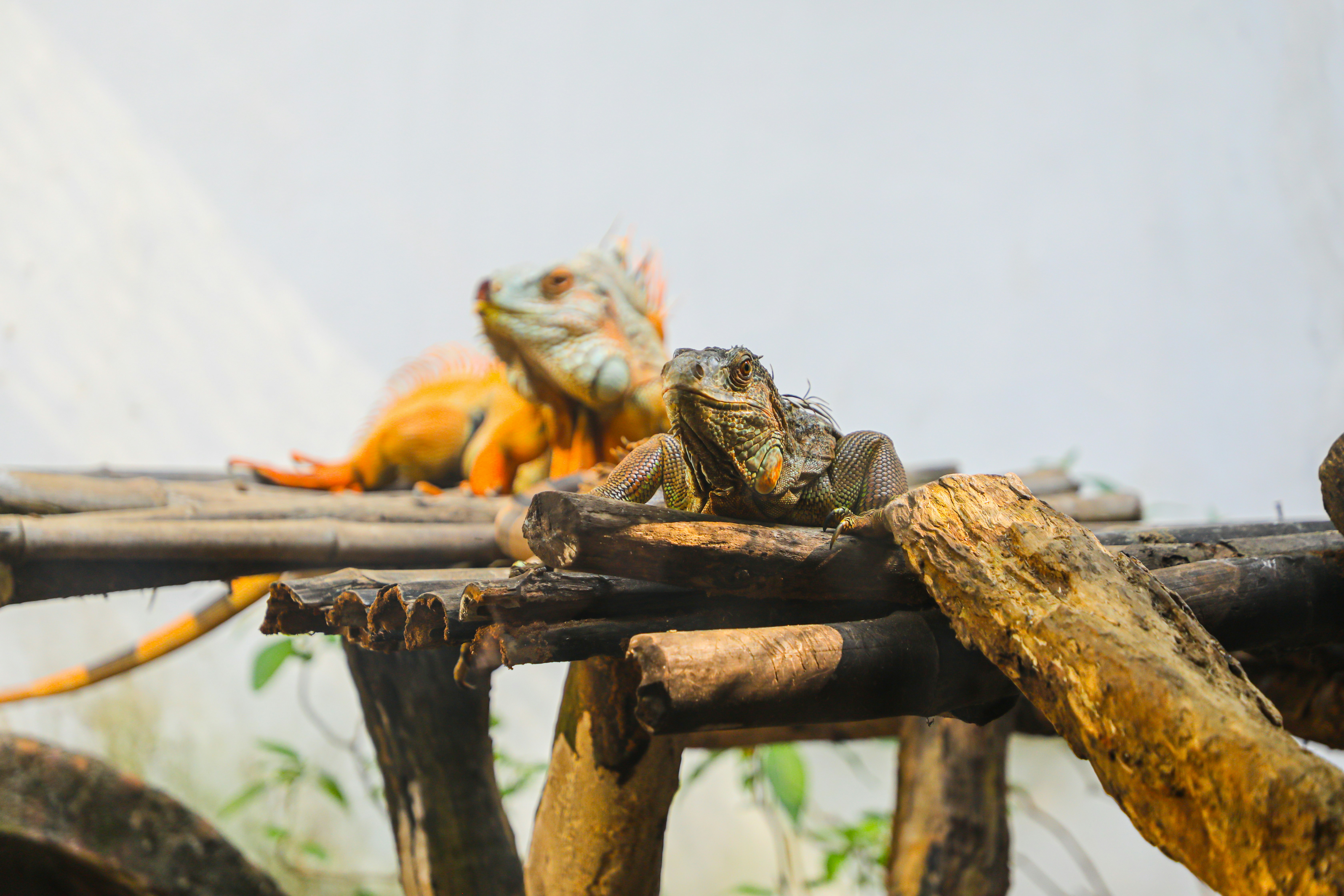 Amber and Emerald on Weathered Timber: Close-Up Iguanas