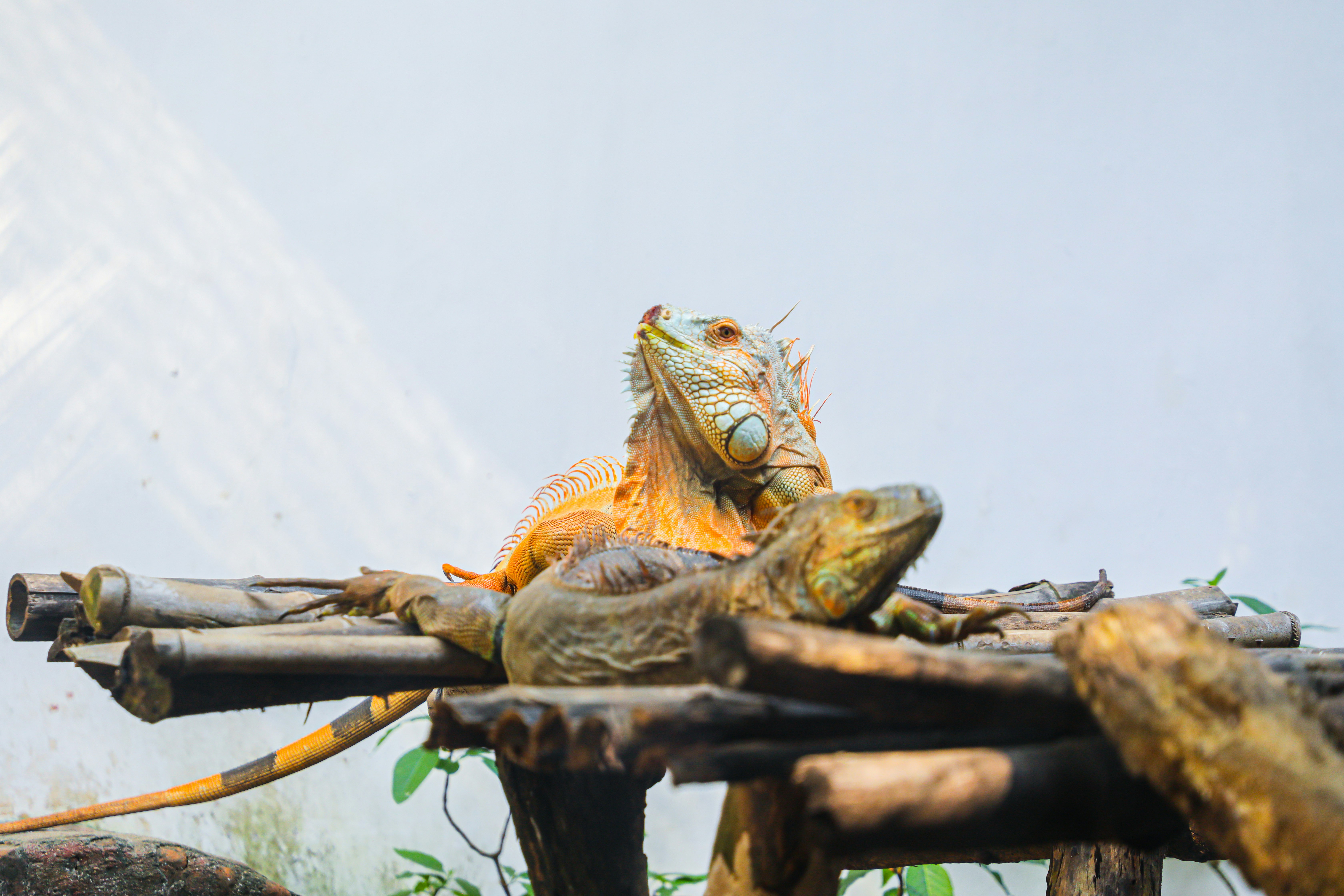 Sunlit Sentinel: An Orange Iguana Reaches Over Weathered Rails