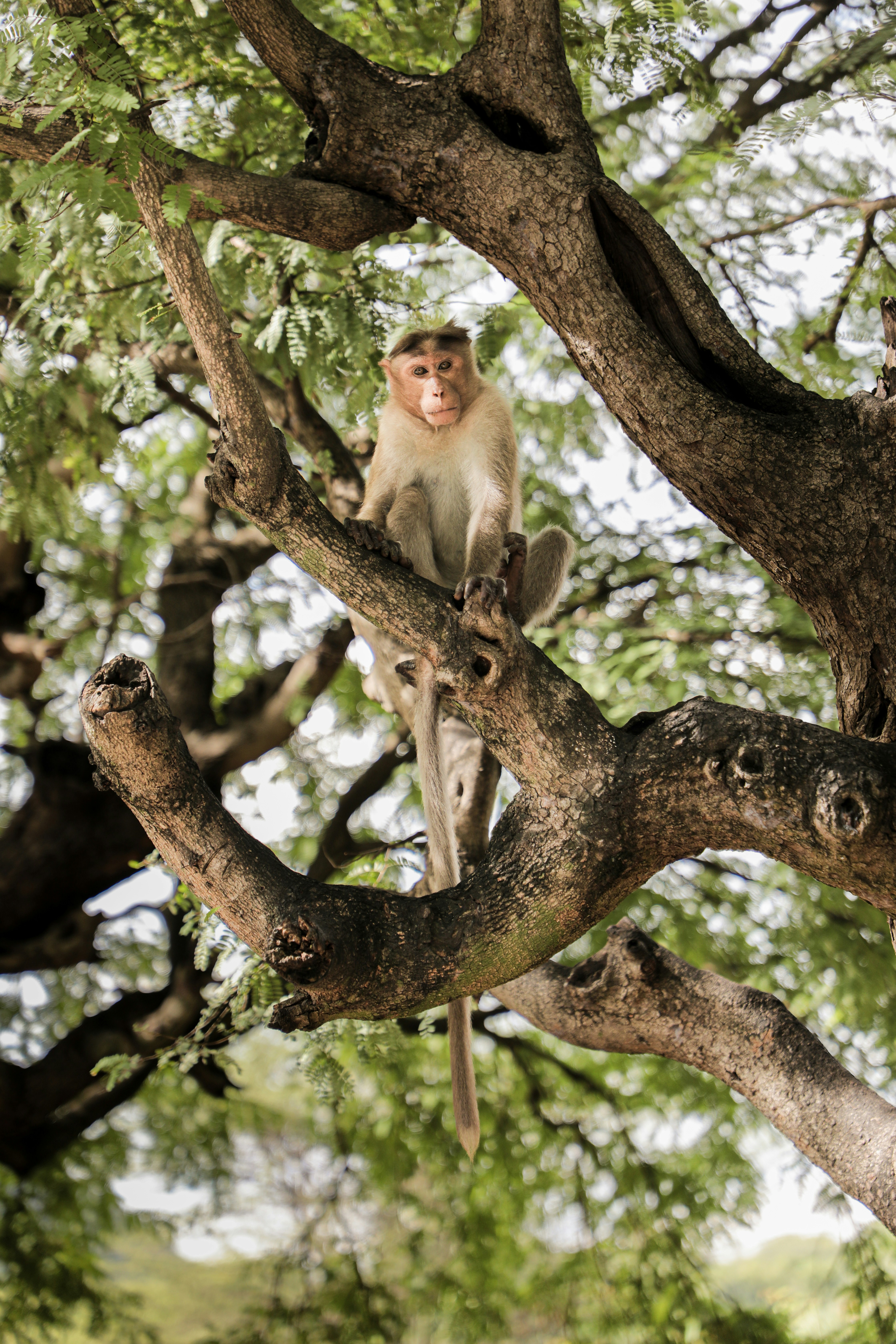 Capturing a spontaneous moment in wildlife, this photo features a curious monkey making eye contact with the camera. Taken with a Canon 5D Mark IV and a 24-105mm lens in the enchanting Vandaloor National Park, the image preserves the untamed spirit of the jungle's inhabitants.