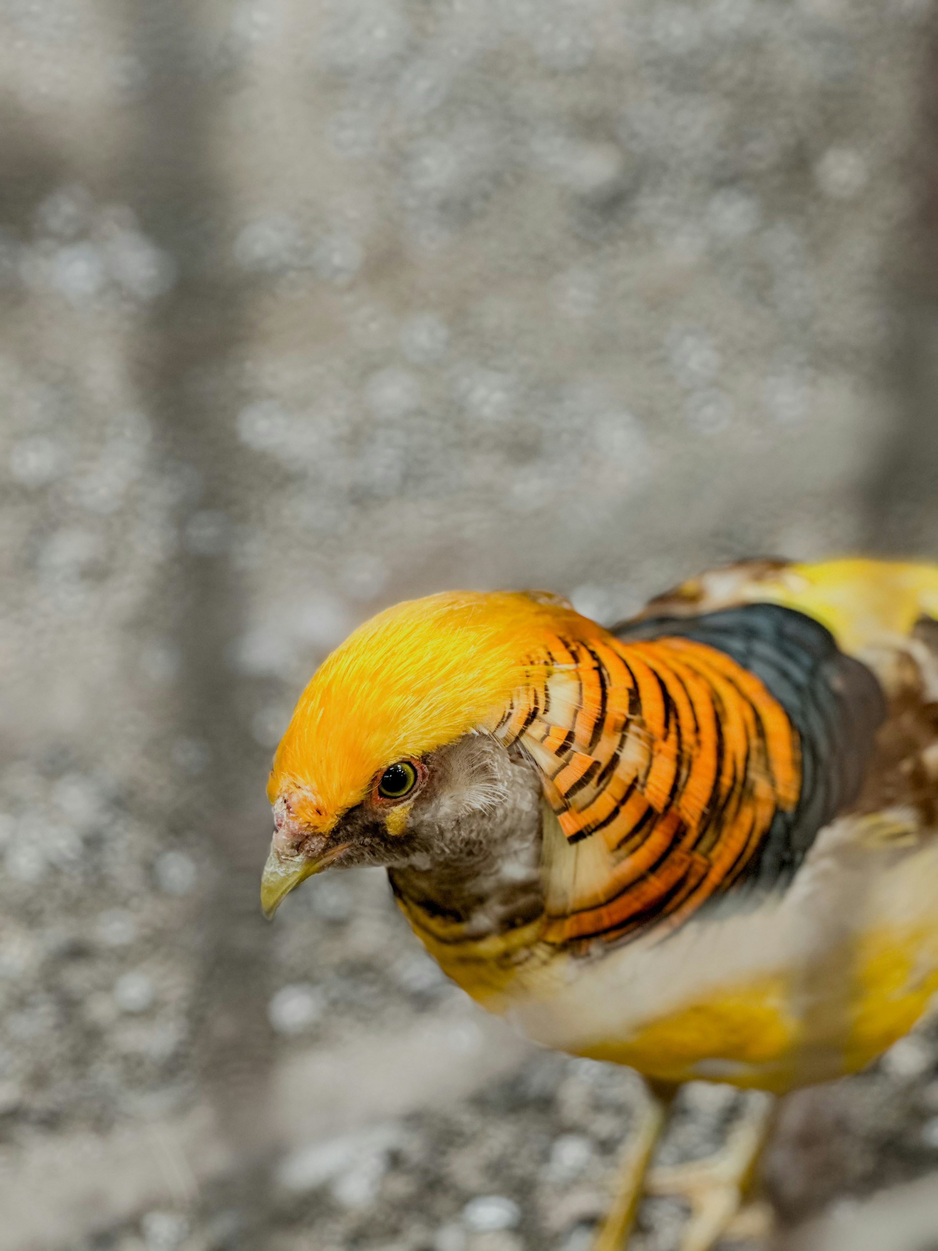 A Glimpse of Avian Elegance