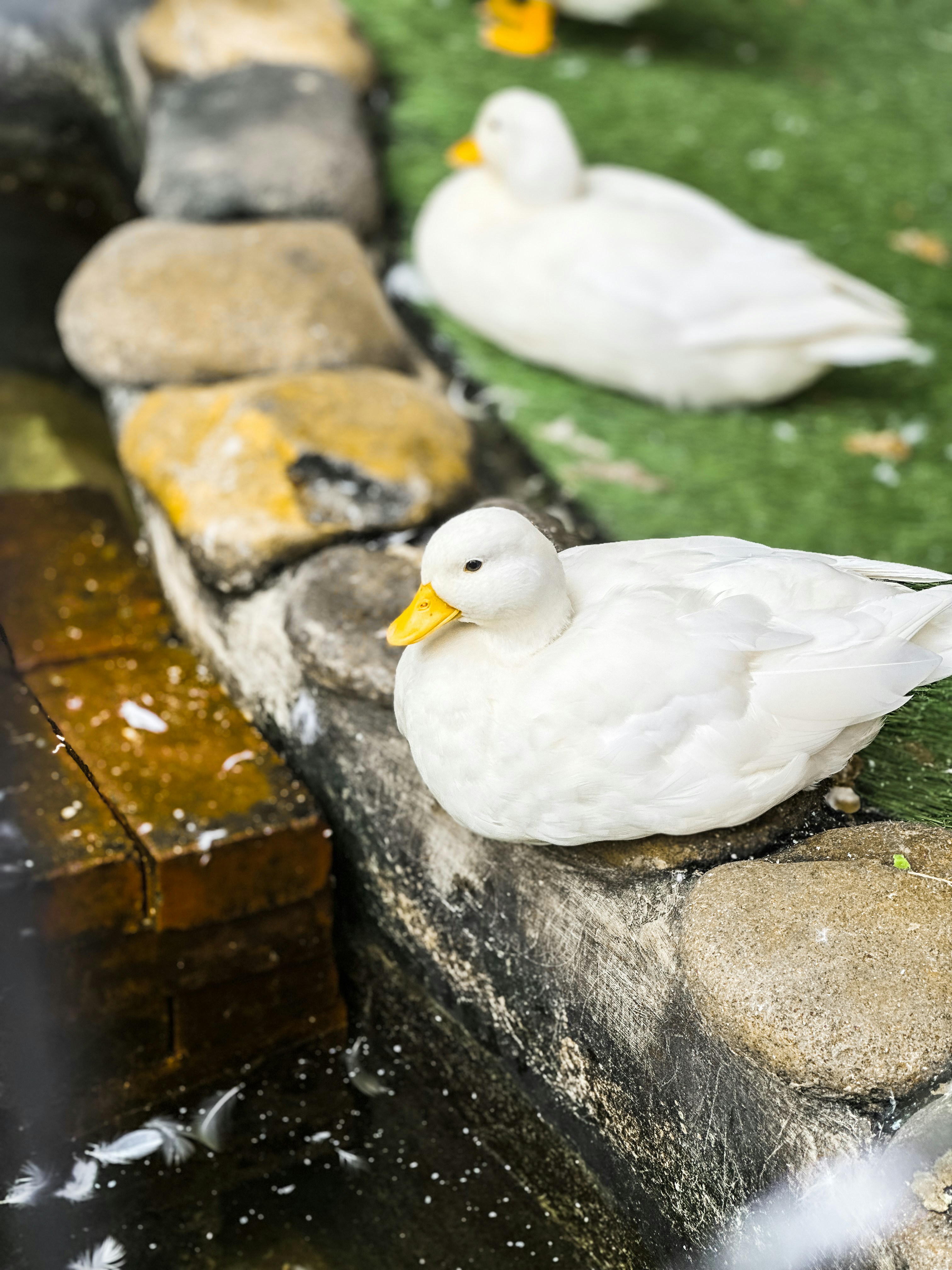 45,628+ White Duck Pictures | Download Free Images on Unsplash