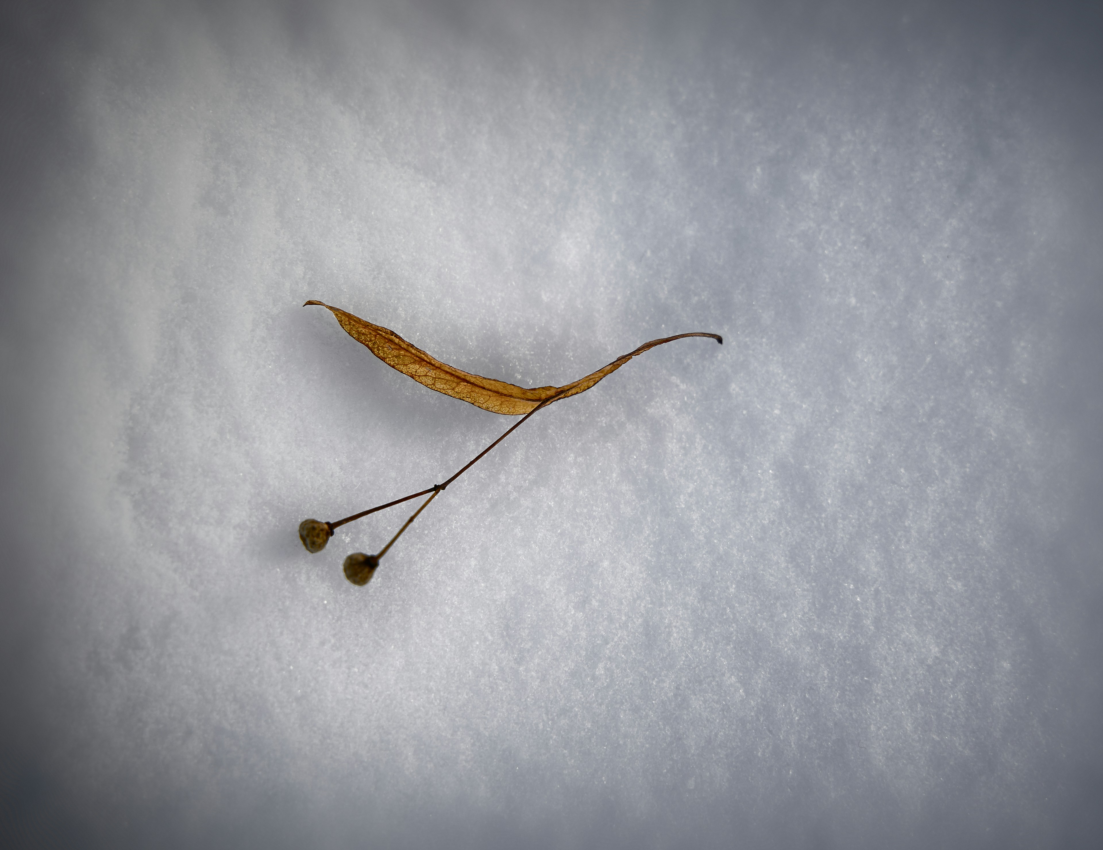 "Bird". | a single leaf laying on top of a snow covered ground