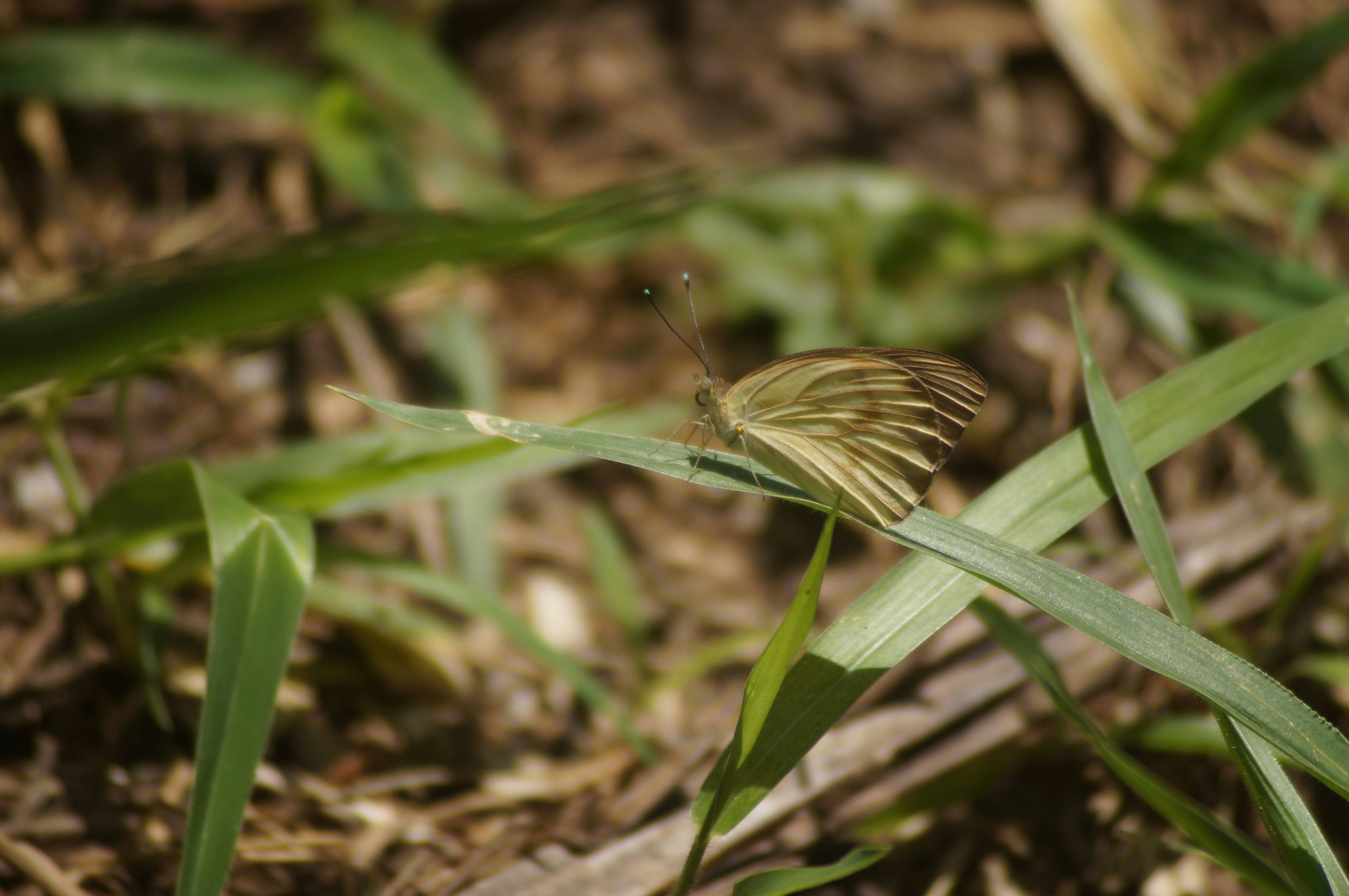 Winged Quietude: a pale butterfly rests on sunlit grass