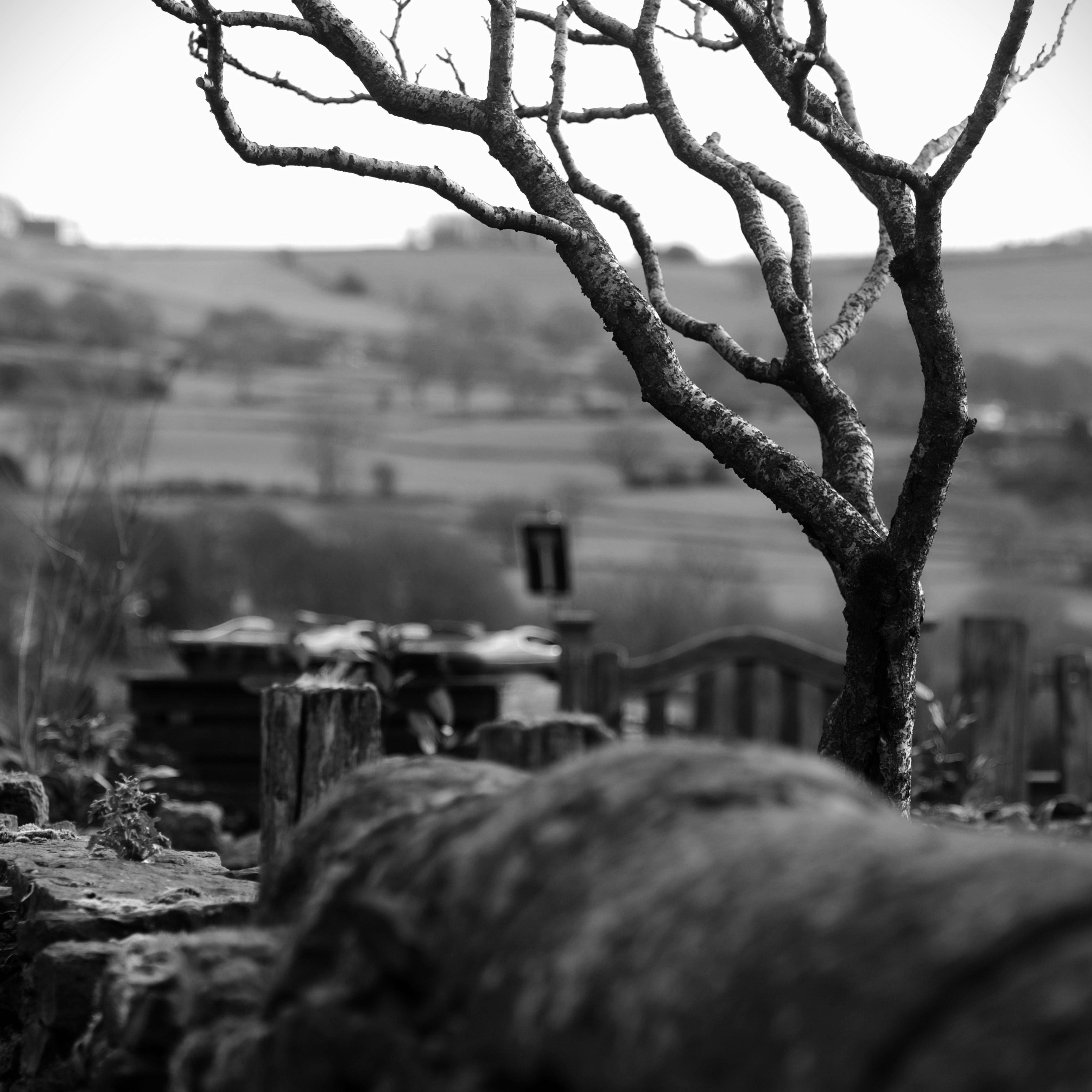 Gnarled Branches Over a Quiet Yard