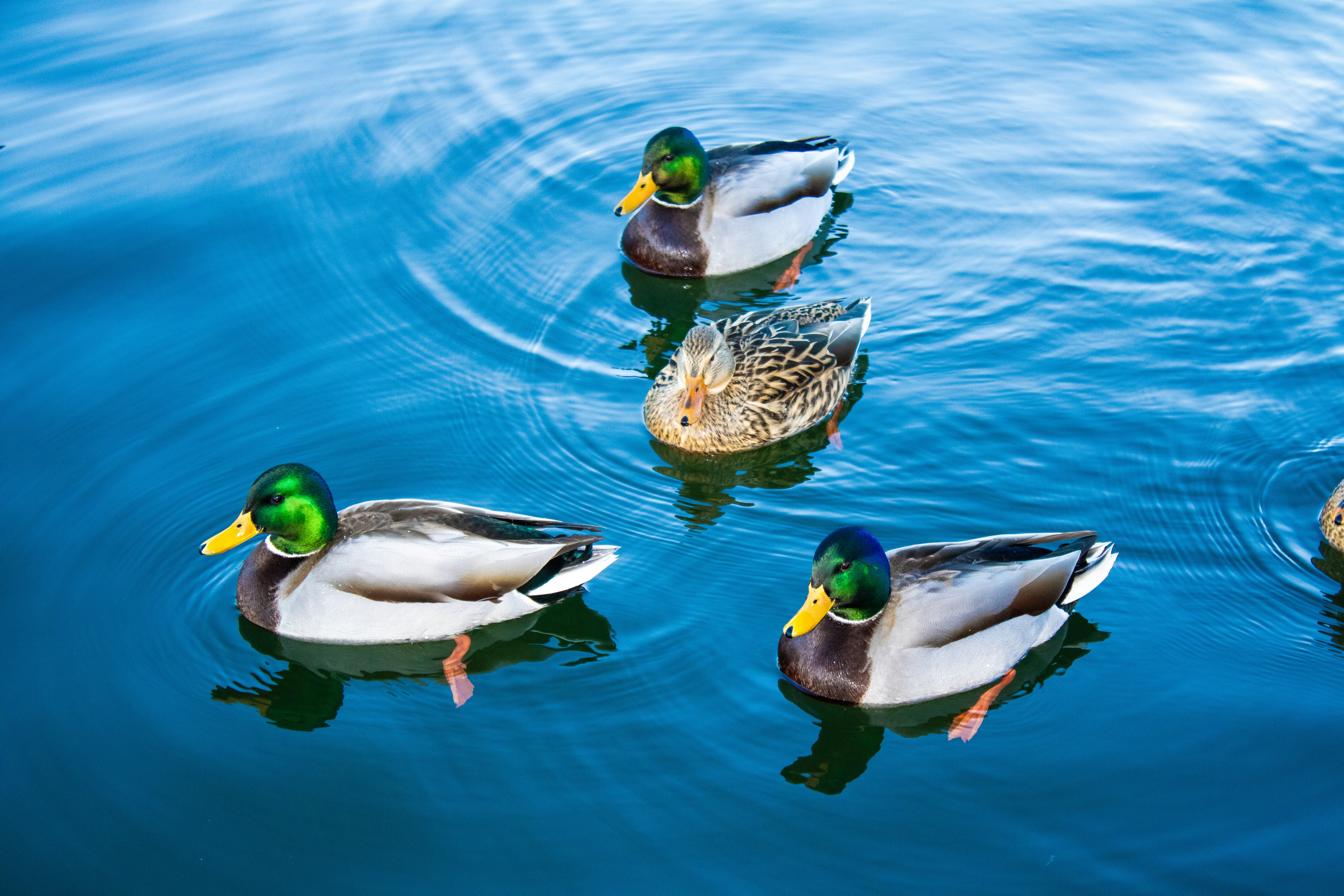 A group of ducks floating on top of a lake photo – Free Water Image on ...