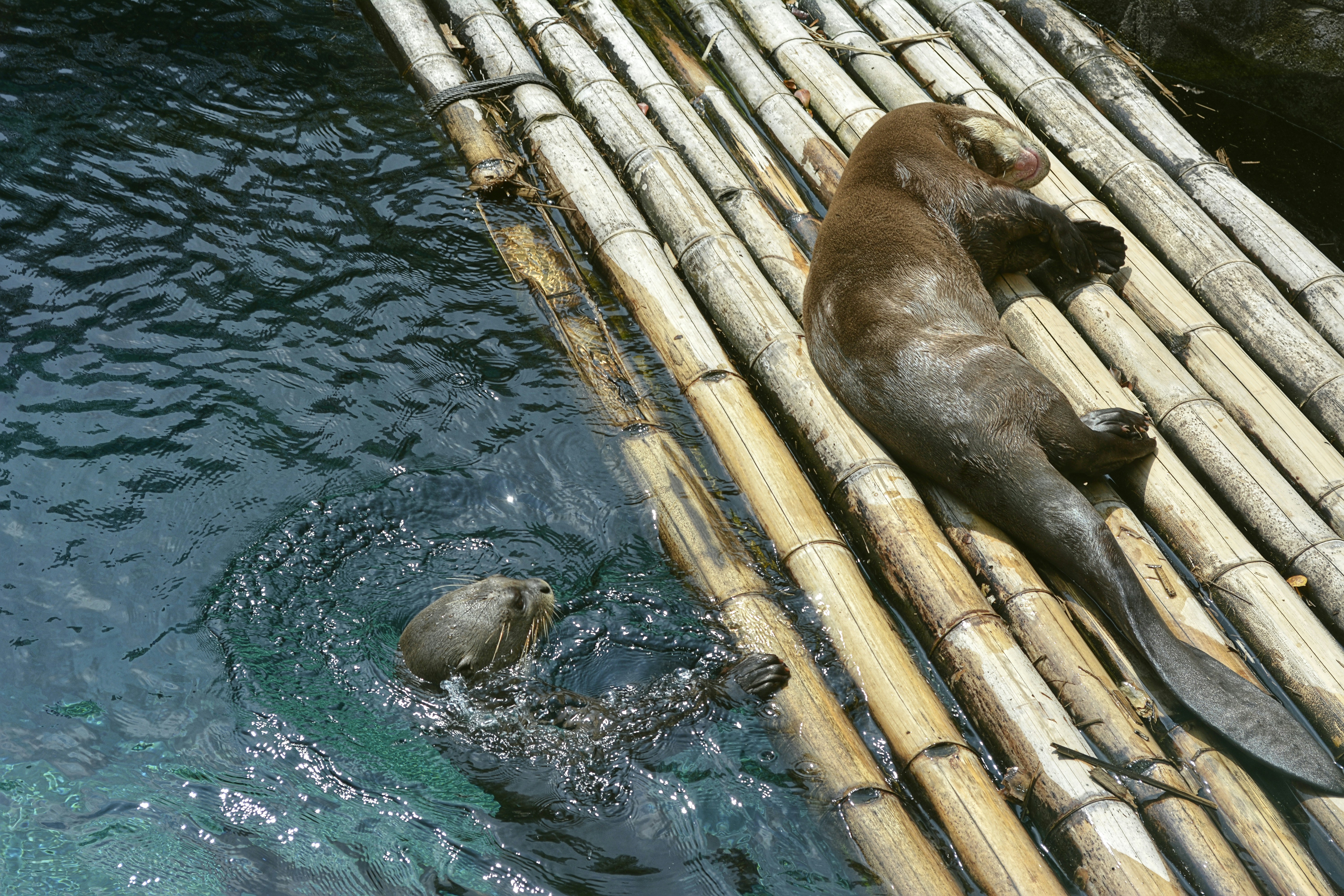Ripples and Rest: Otters on a Bamboo Raft by a Quiet River